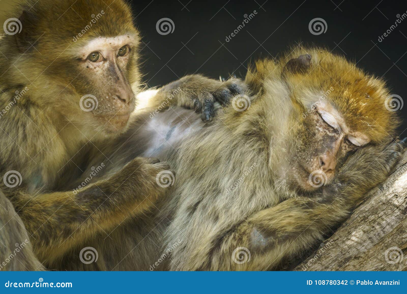 Macaques on a Tree Caring stock photo. Image of family - 108780342