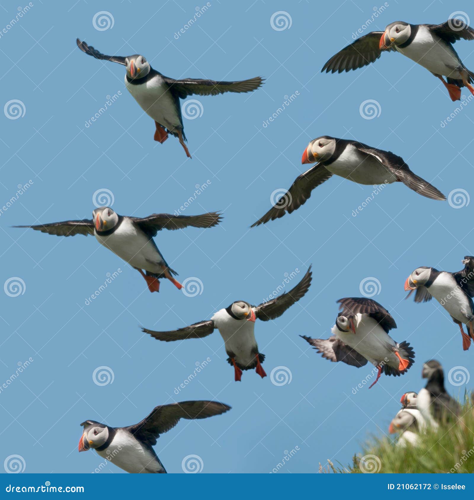 Macareux Atlantique Ou Macareux Commun Photo stock - Image du animaux ...