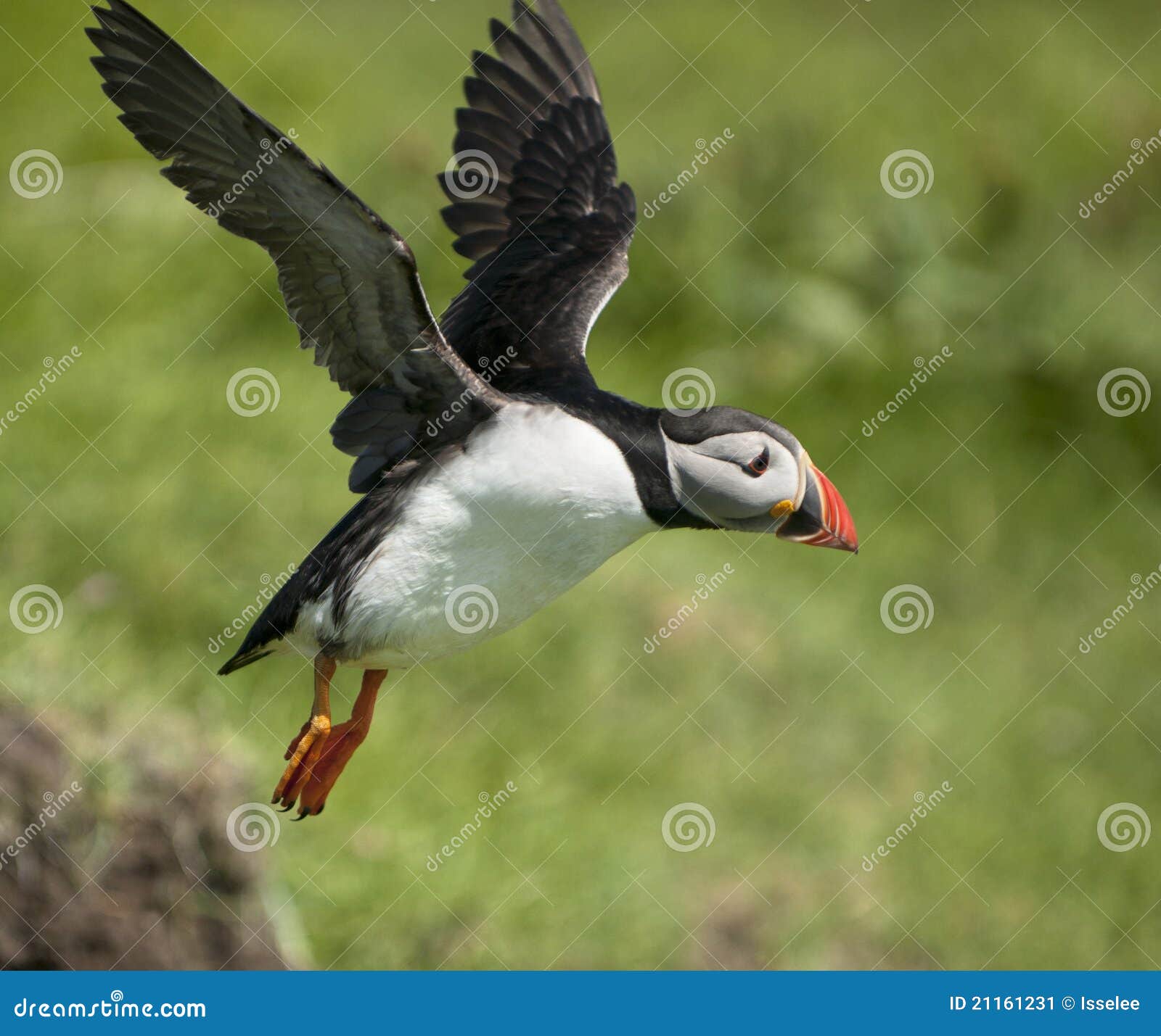 Macareux Atlantique Ou Macareux Commun Image stock - Image du thèmes ...
