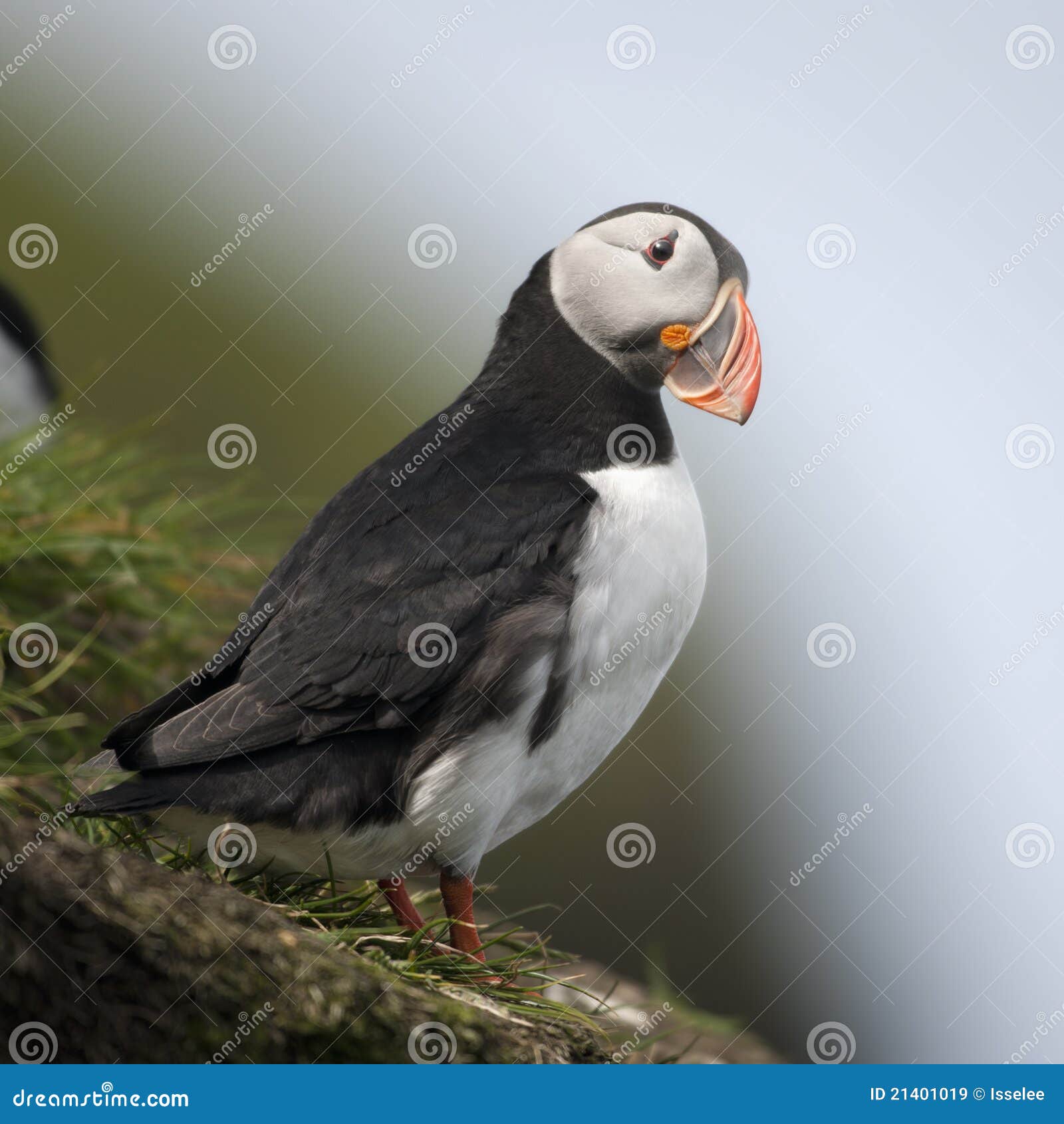 Macareux Atlantique Ou Macareux Commun Image stock - Image du norvégien ...