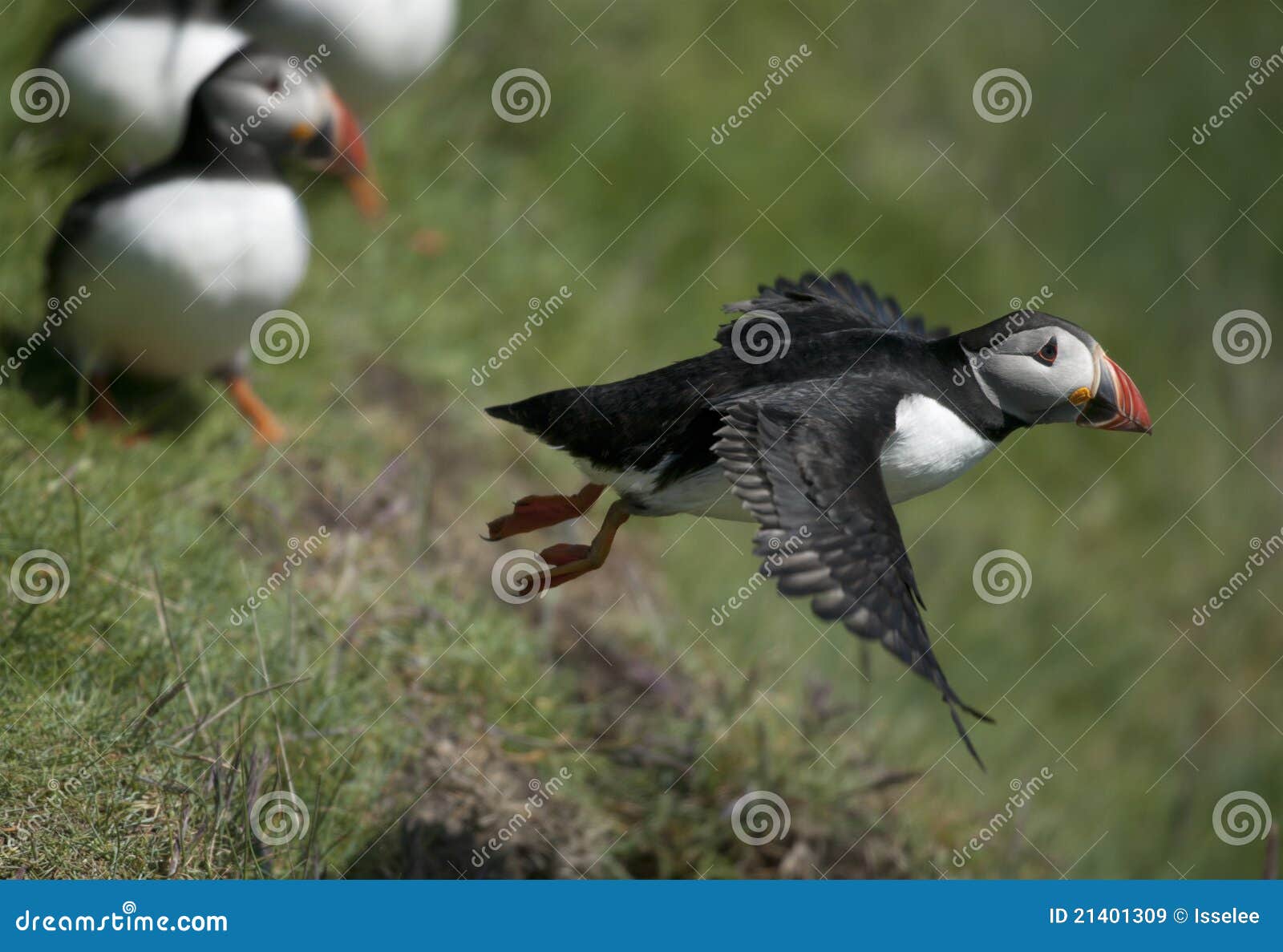 Macareux Atlantique Ou Macareux Commun Image stock - Image du nature ...