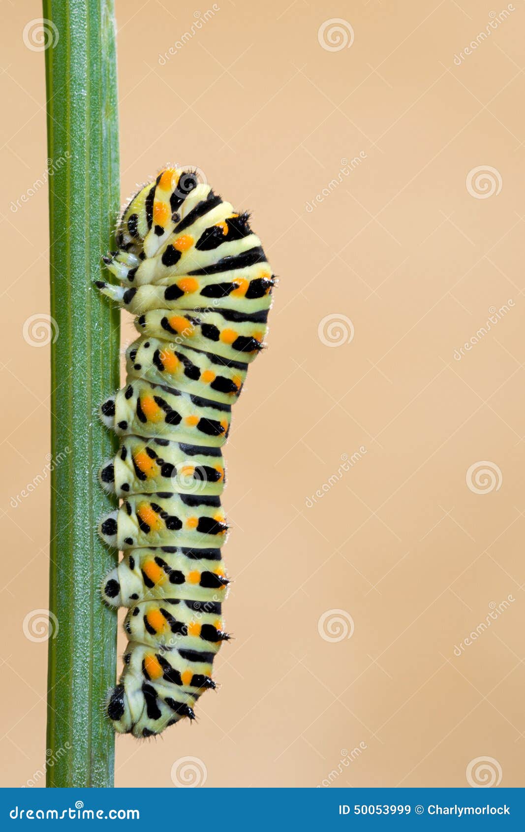 Macaron Butterfly Worm on Branch Stock Image - Image of eating, disgust ...