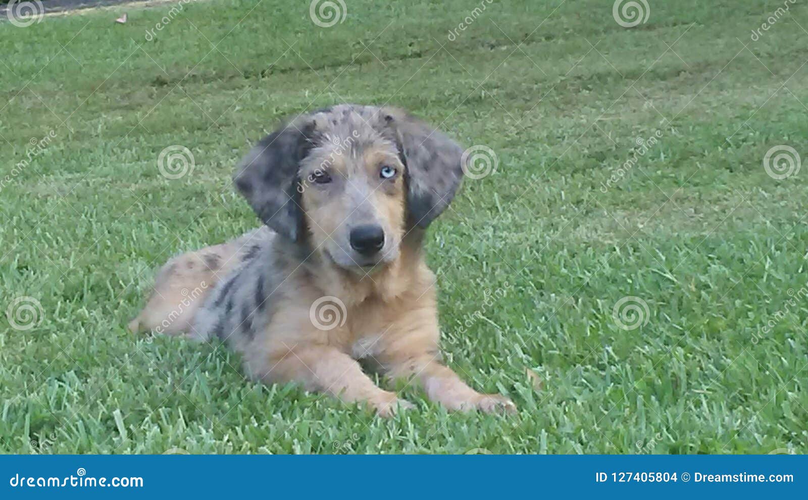 Macaroni stock photo. Image of rescue, macaroni, animal - 127405804