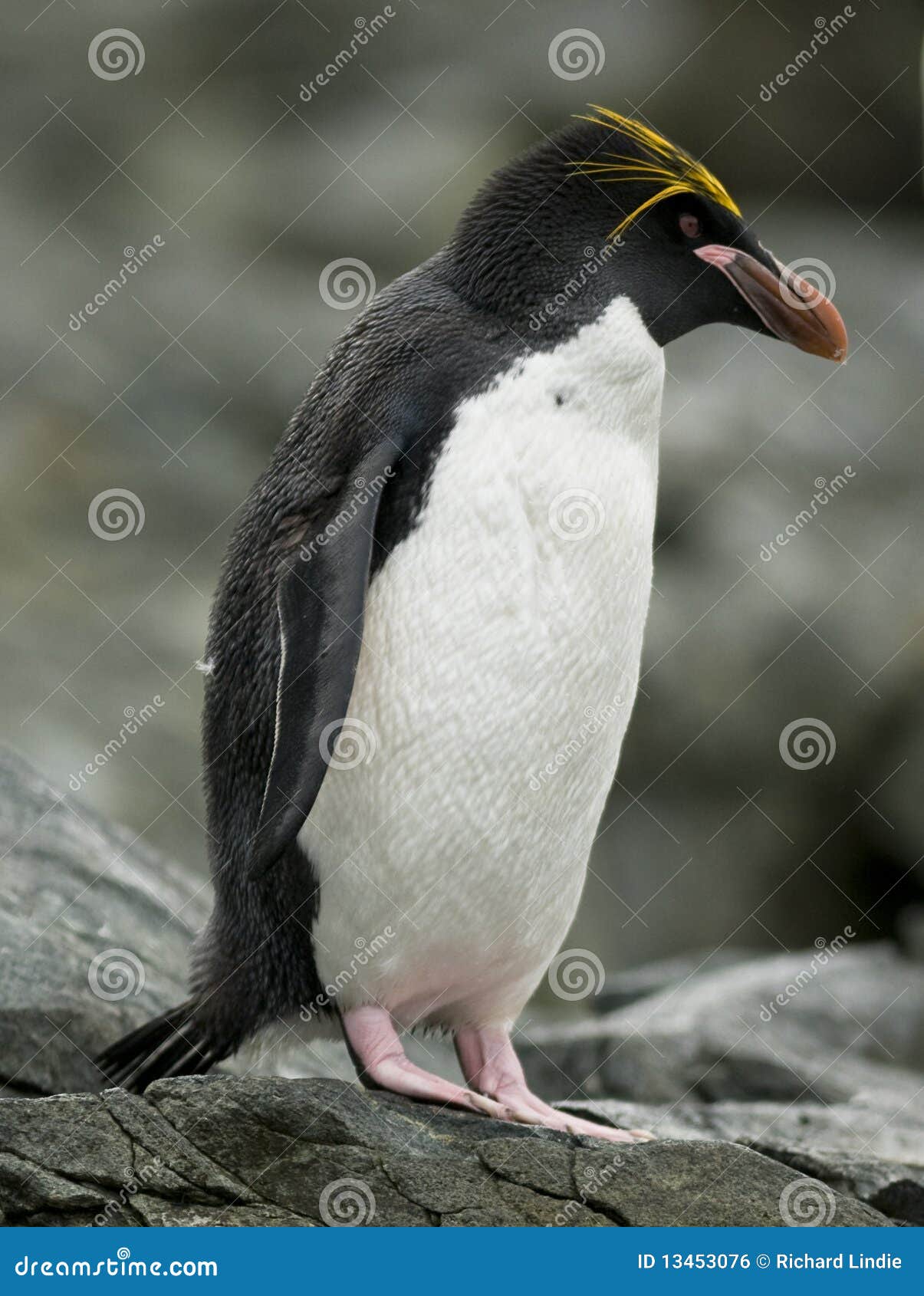 Macaroni Penguin stock photo. Image of animal, single - 13453076