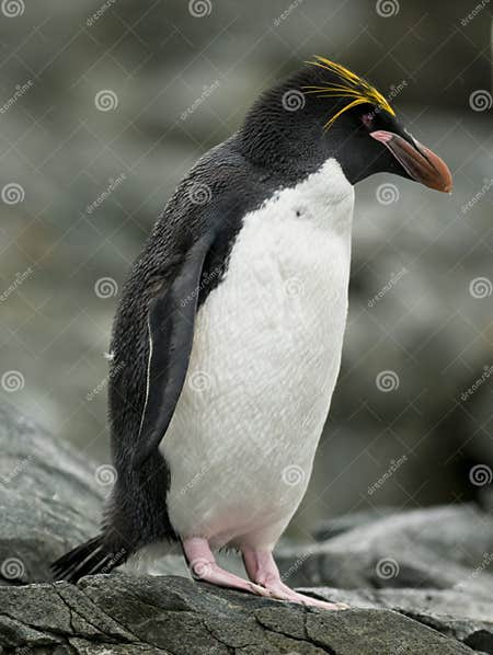 Macaroni Penguin stock photo. Image of animal, single - 13453076