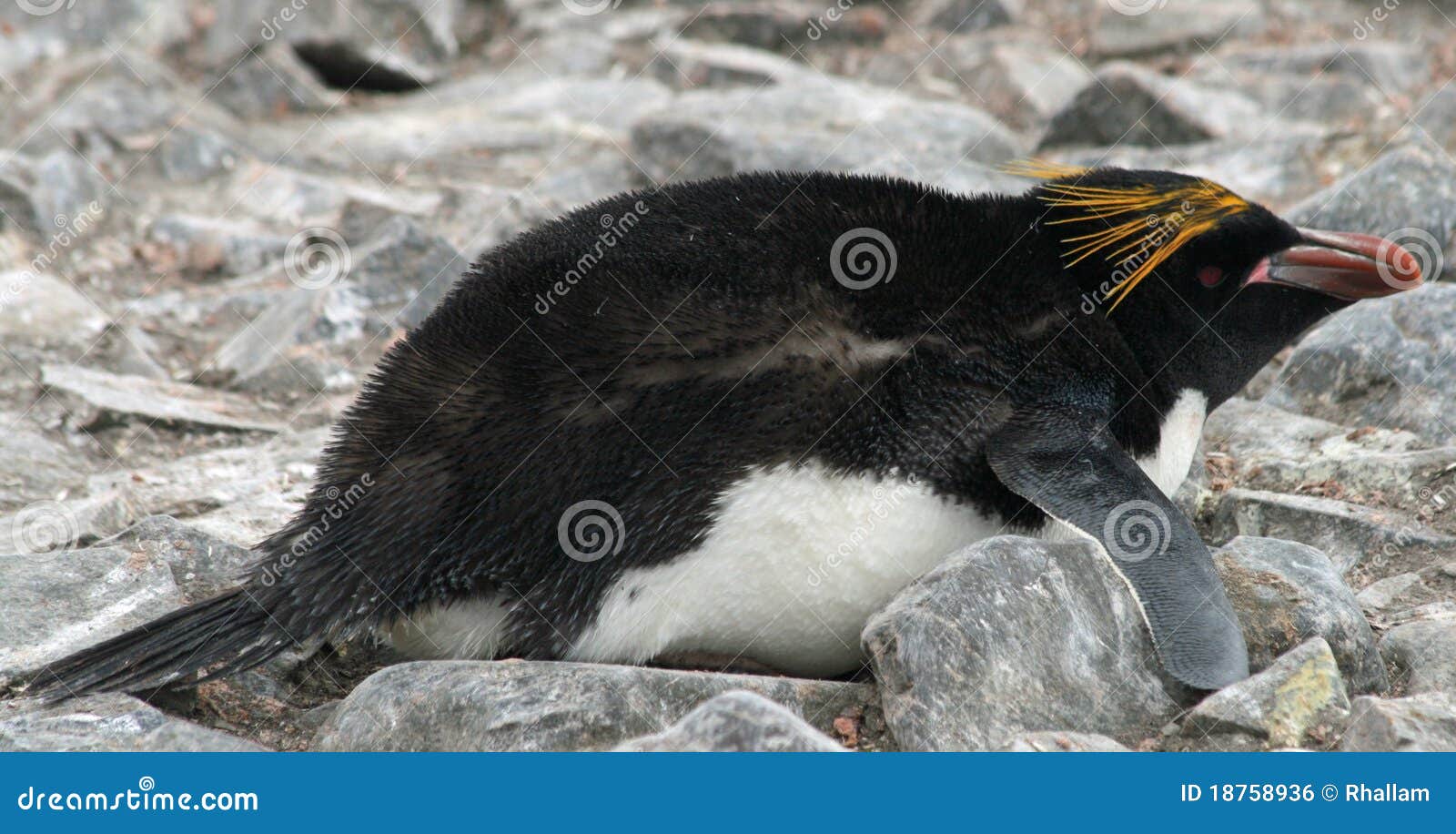 Macaroni penguin 3 stock photo. Image of chrysolophus - 18758936