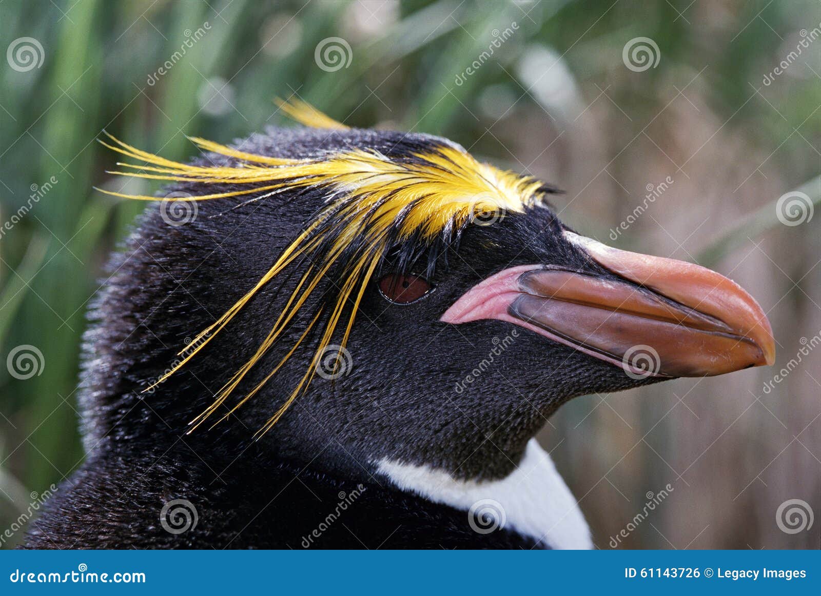 Macaroni Penguin Close-Up stock photo. Image of galapagos - 61143726