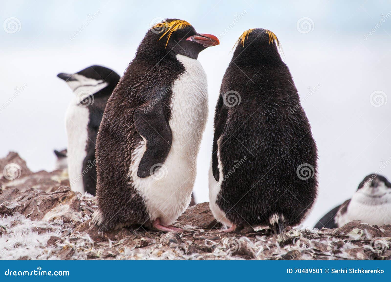 Macaroni Penguins with Chinstrap Penguin Walking on the Coast Stock ...