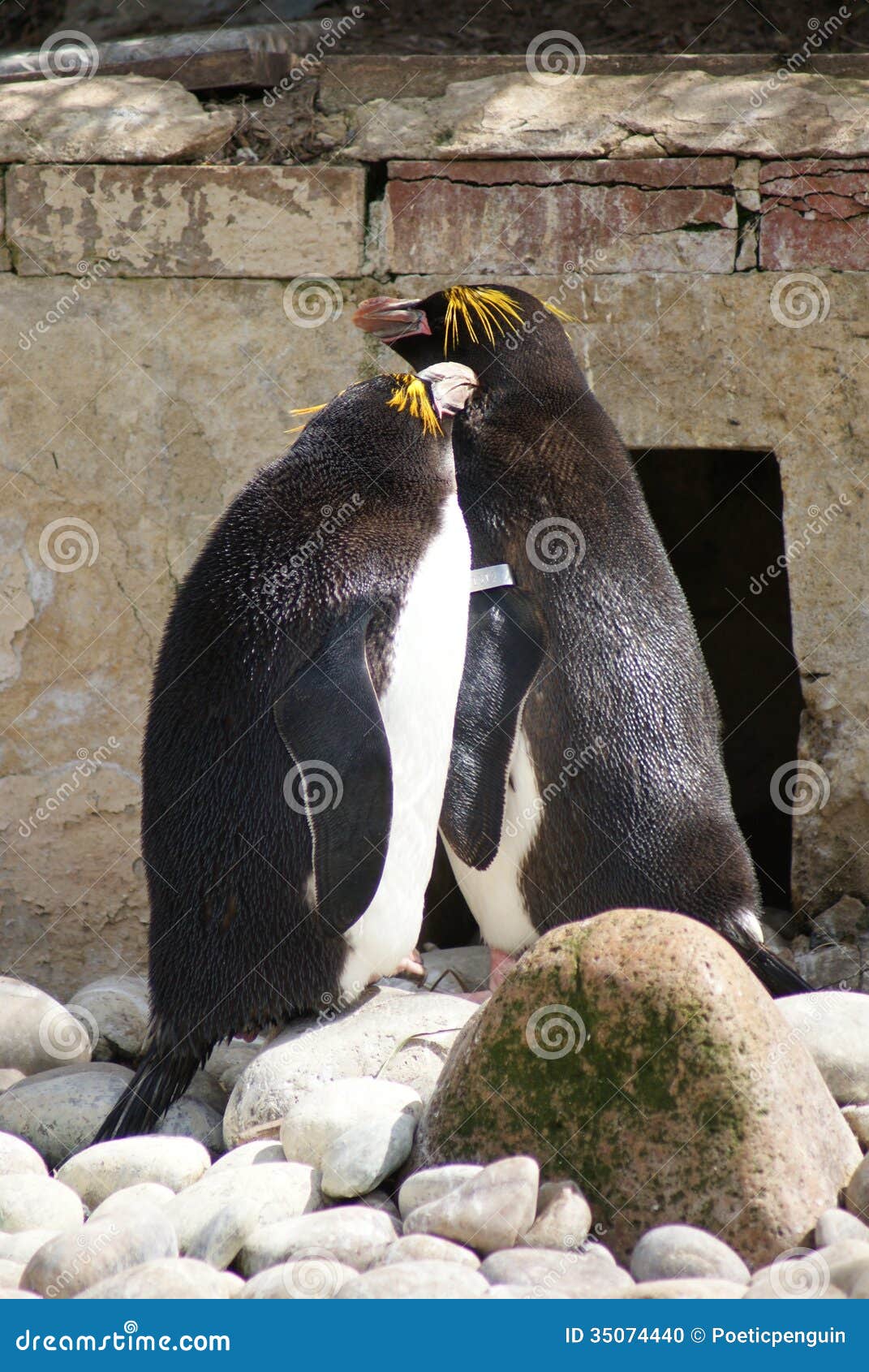 Macaroni Penguins stock photo. Image of nature, bird - 35074440