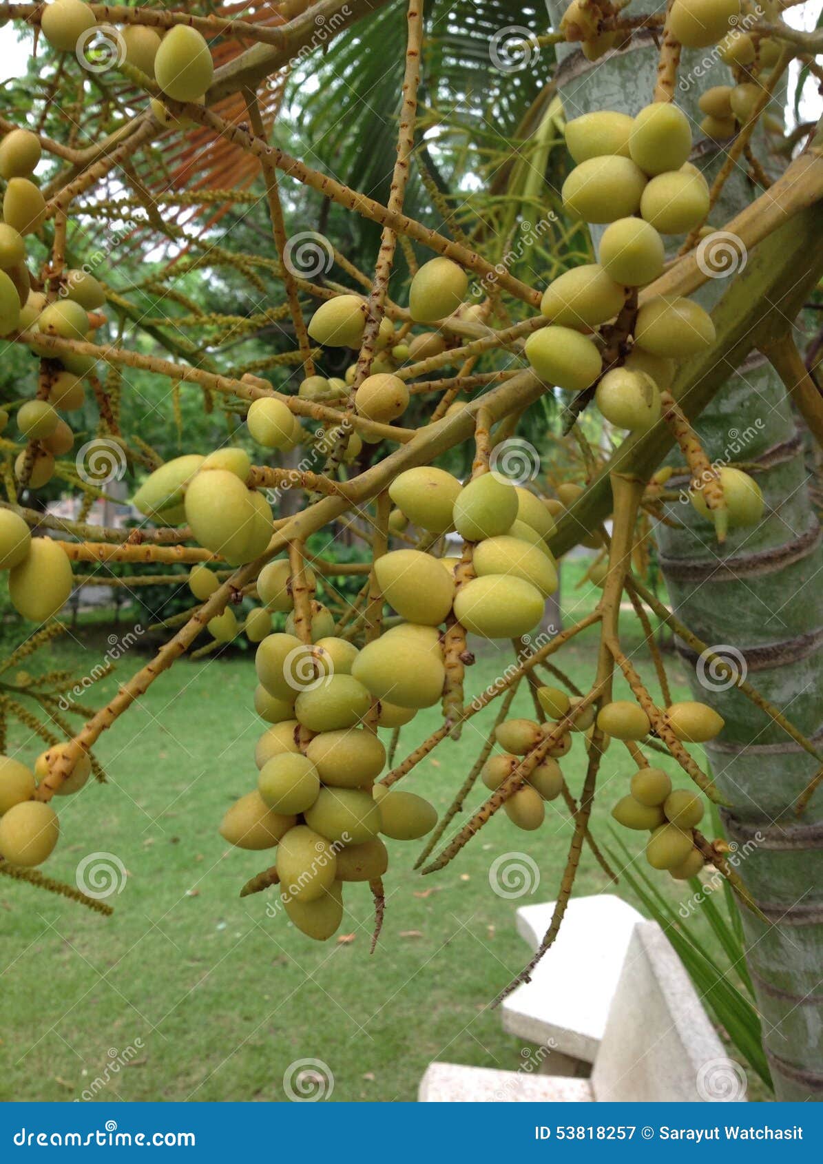 Macarthur palm stock image. Image of macarthur, fruit - 53818257
