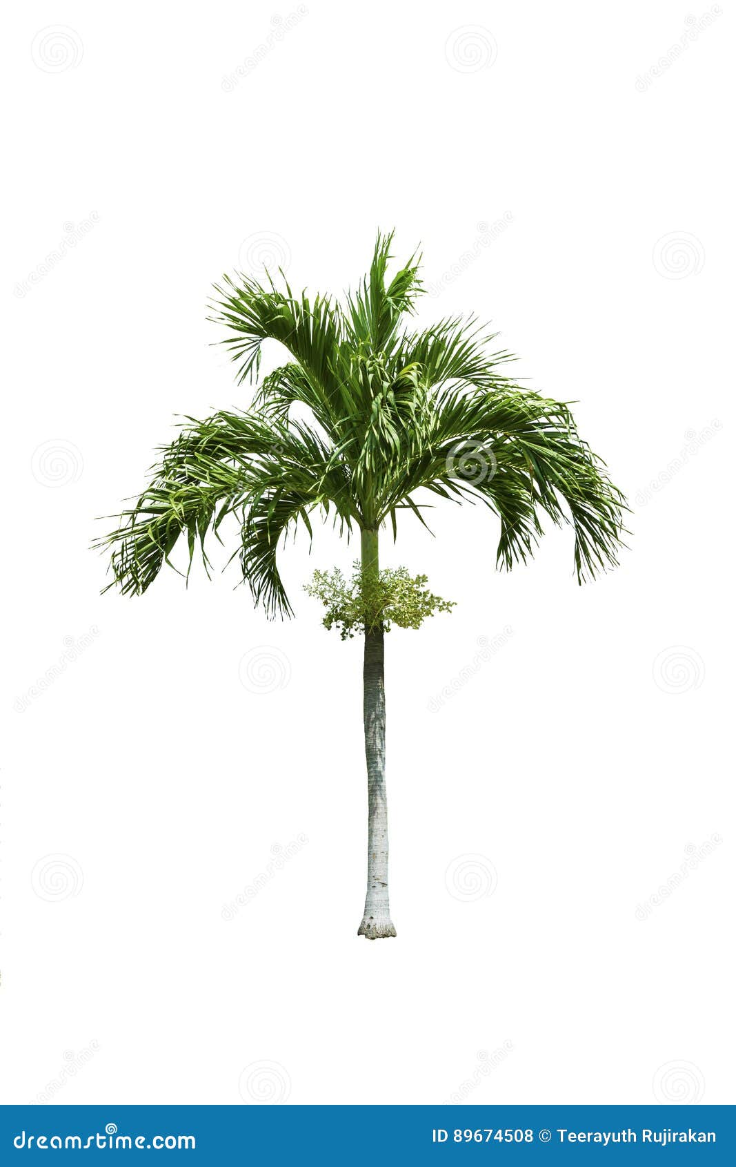 Green MacArthur Palm Tree Royalty-Free Stock Photography ...