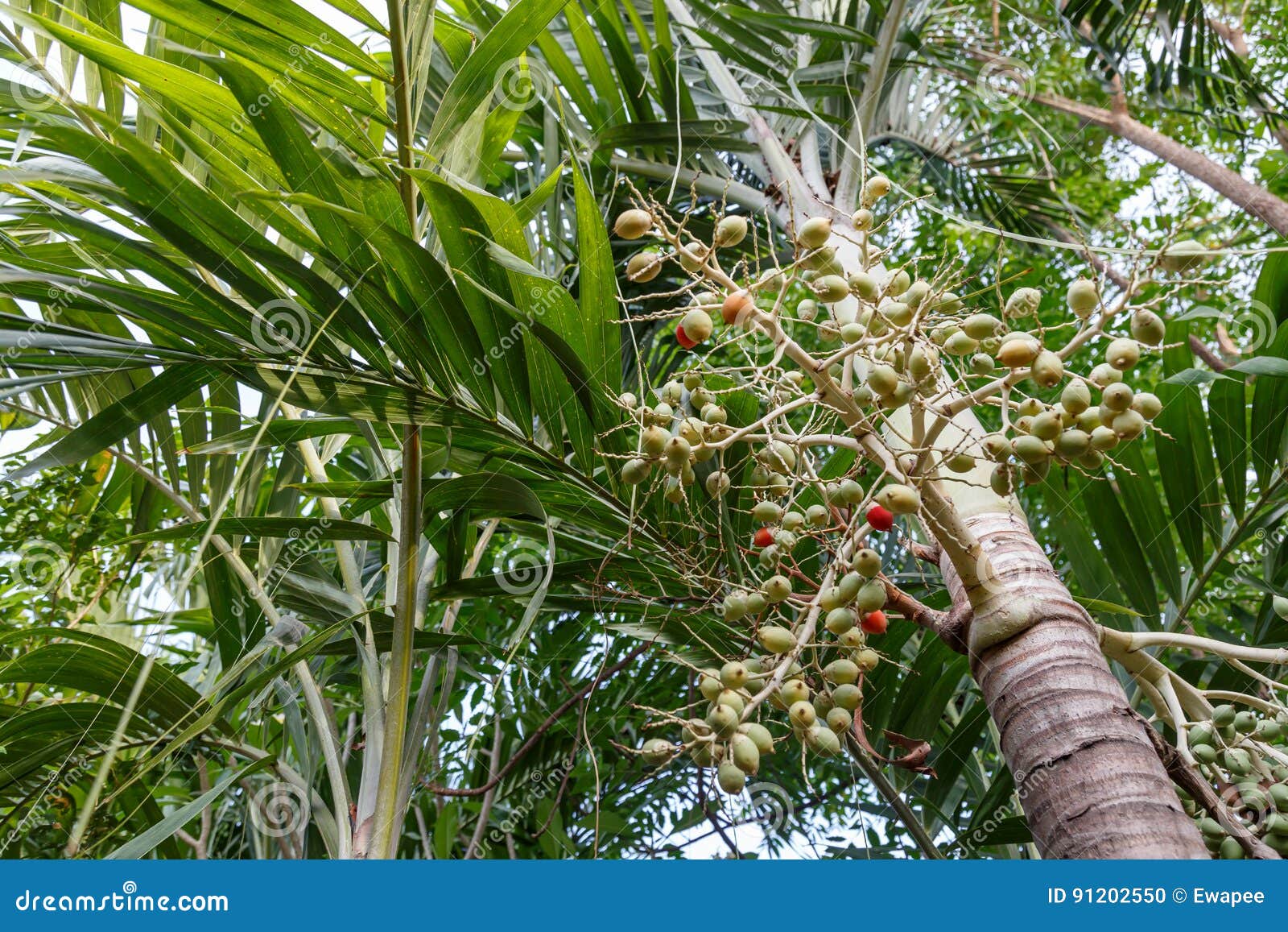 MacArthur Palm Tree Fruit. stock photo. Image of macarthur - 91202550