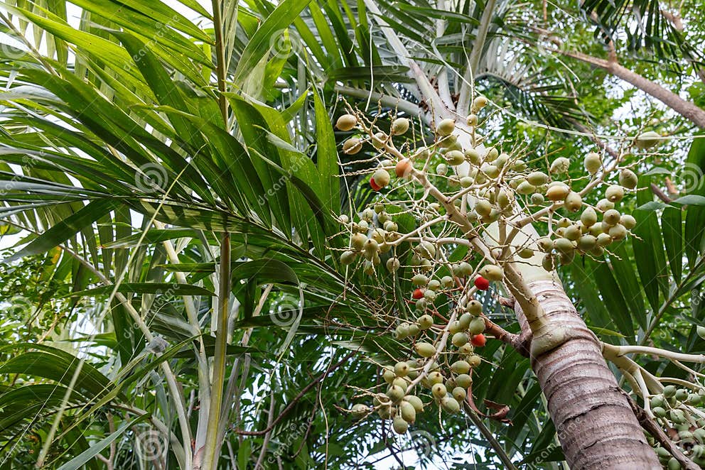 MacArthur Palm Tree Fruit. stock photo. Image of macarthur - 91202550