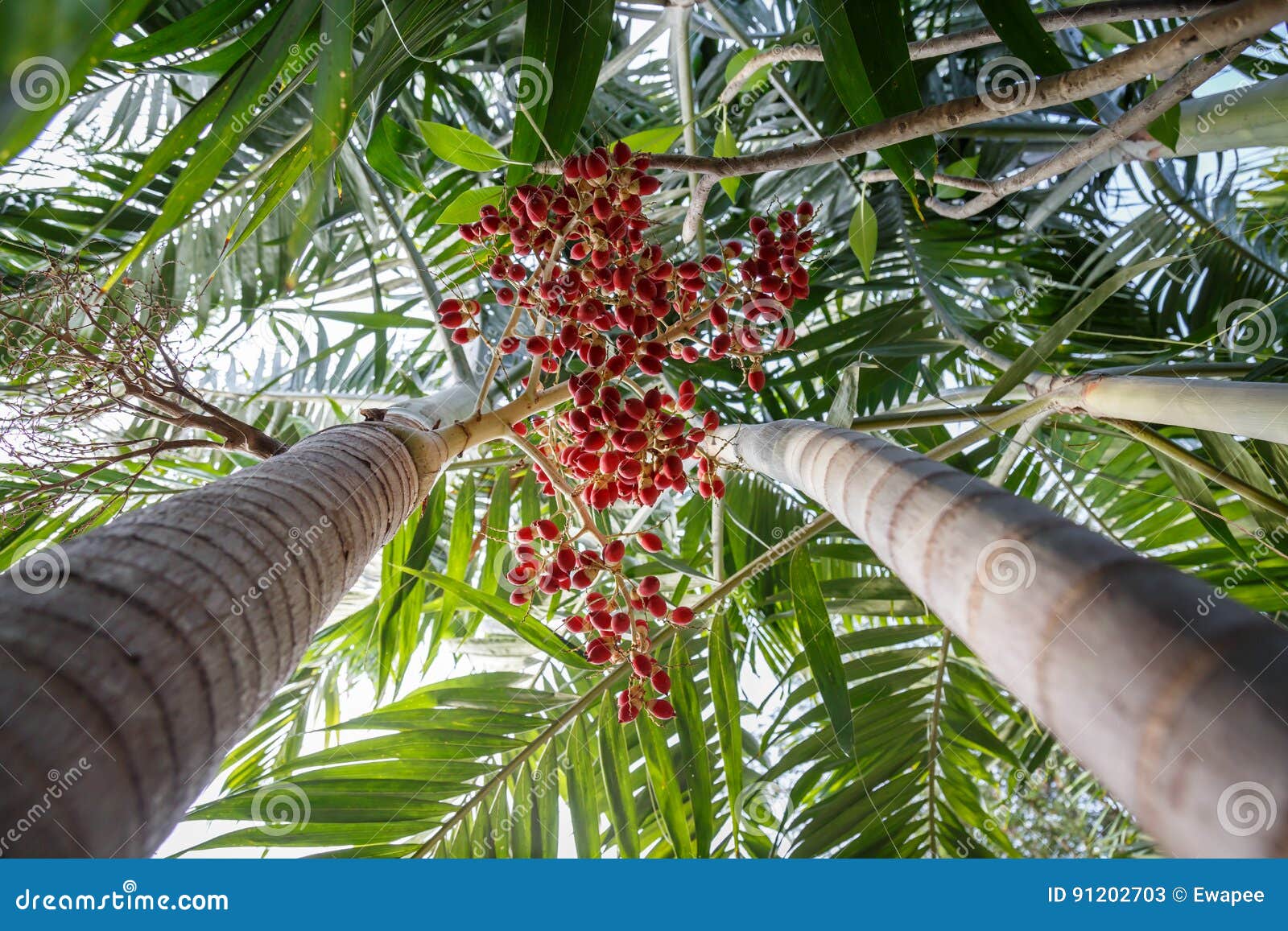 MacArthur Palm Tree Fruit. stock image. Image of fresh - 91202703