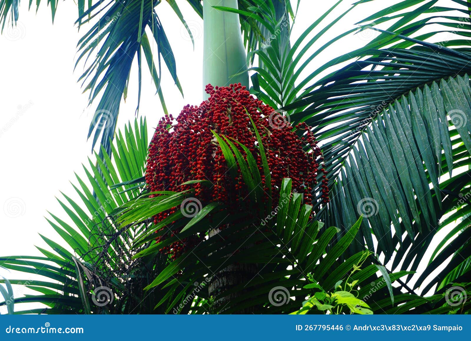 Macarthur stock photo. Image of tree, green, garden - 267795446