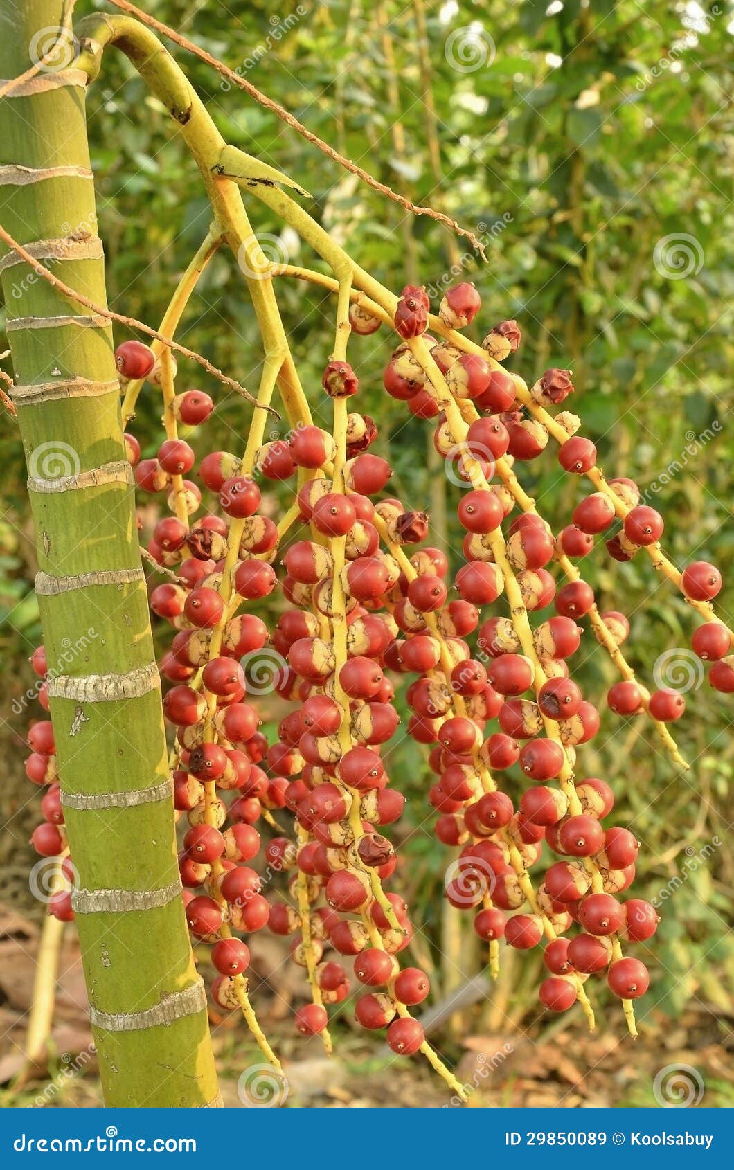 MacArthur Palm. stock image. Image of cluster, hang, nature - 29850089