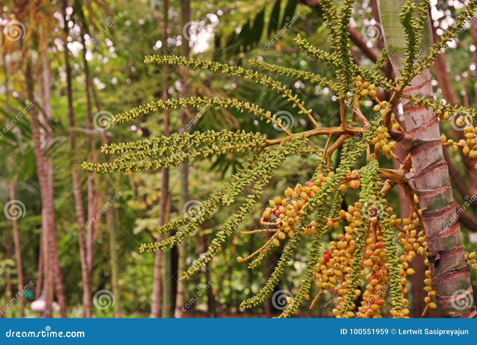 Macarthurs Palm stock image. Image of botany, environment - 100551959