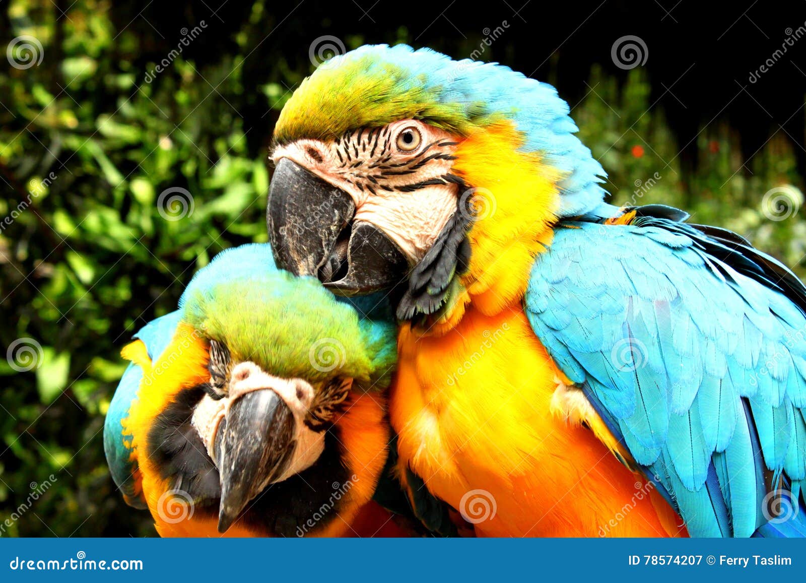Macau Birds stock image. Image of birds, parrot, macaw - 78574207