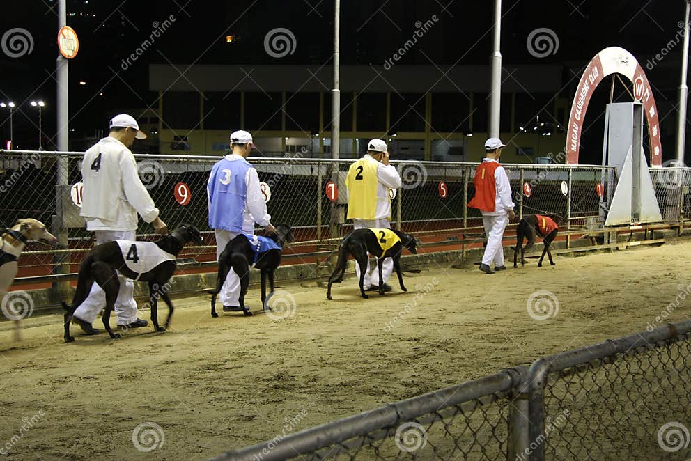 Macau Greyhound Dog Races editorial stock image. Image of numbers ...