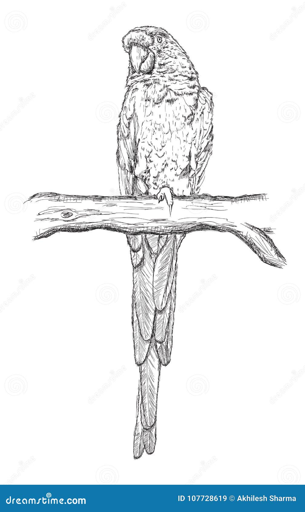 Macau Parrot Bird Handmade Art Vector Illustration Stock Vector ...