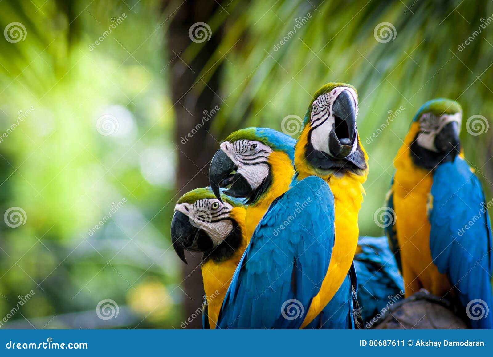 Macau stock image. Image of jungle, parrot, macau, nature - 80687611