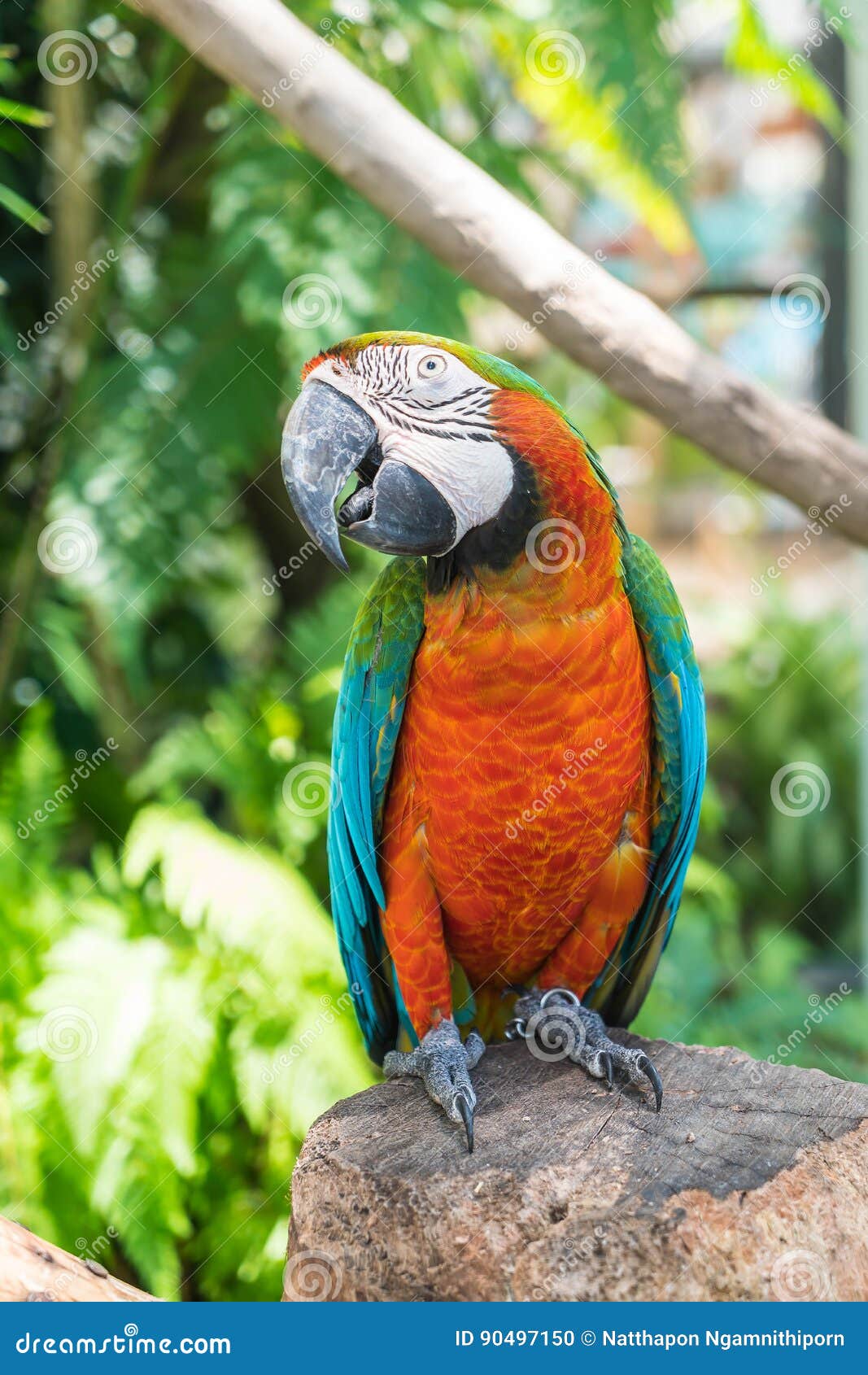 Macau parrot stock photo. Image of exotic, tropical, bird - 90497150