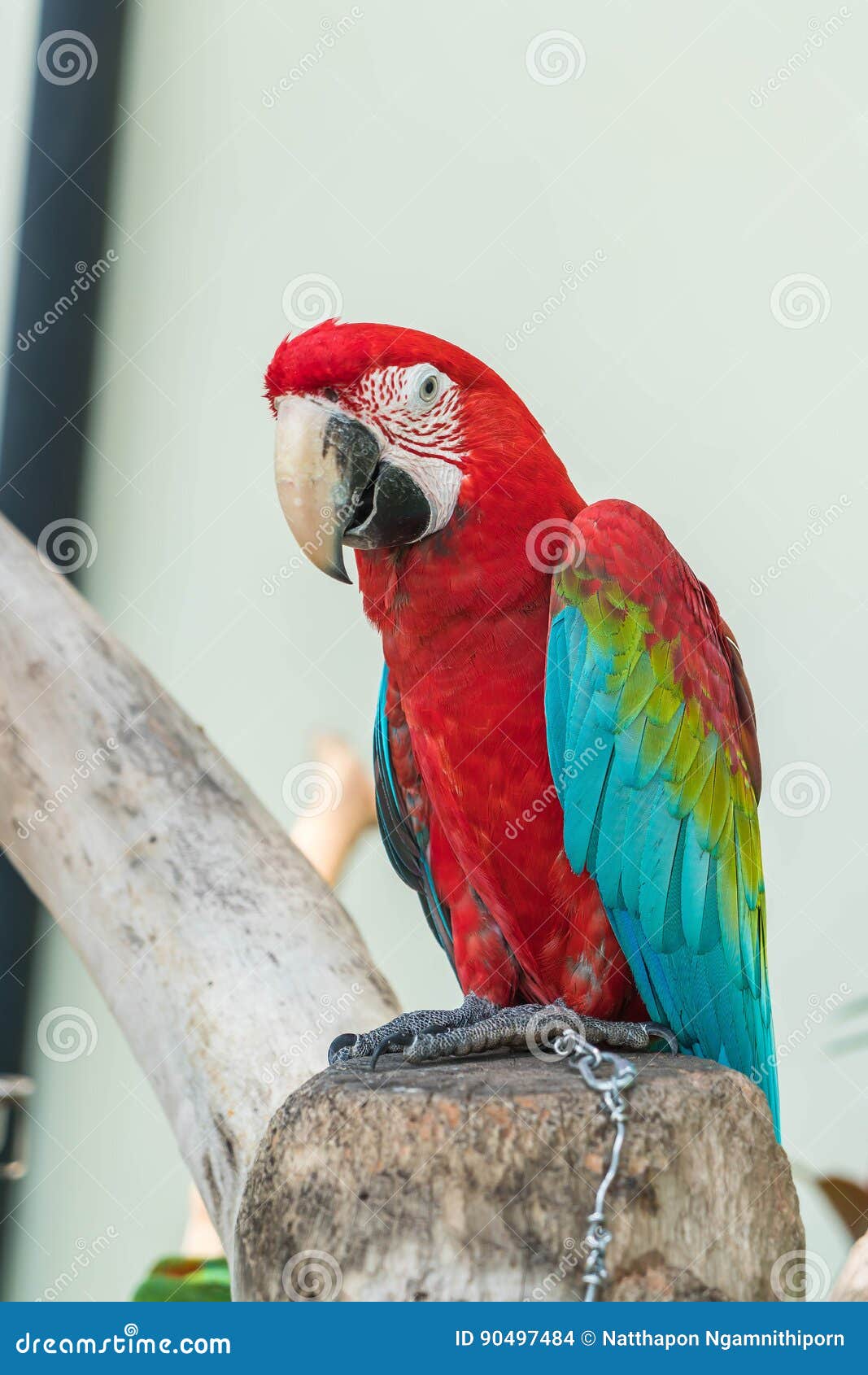 Macau parrot stock photo. Image of pretty, natural, jungle - 90497484