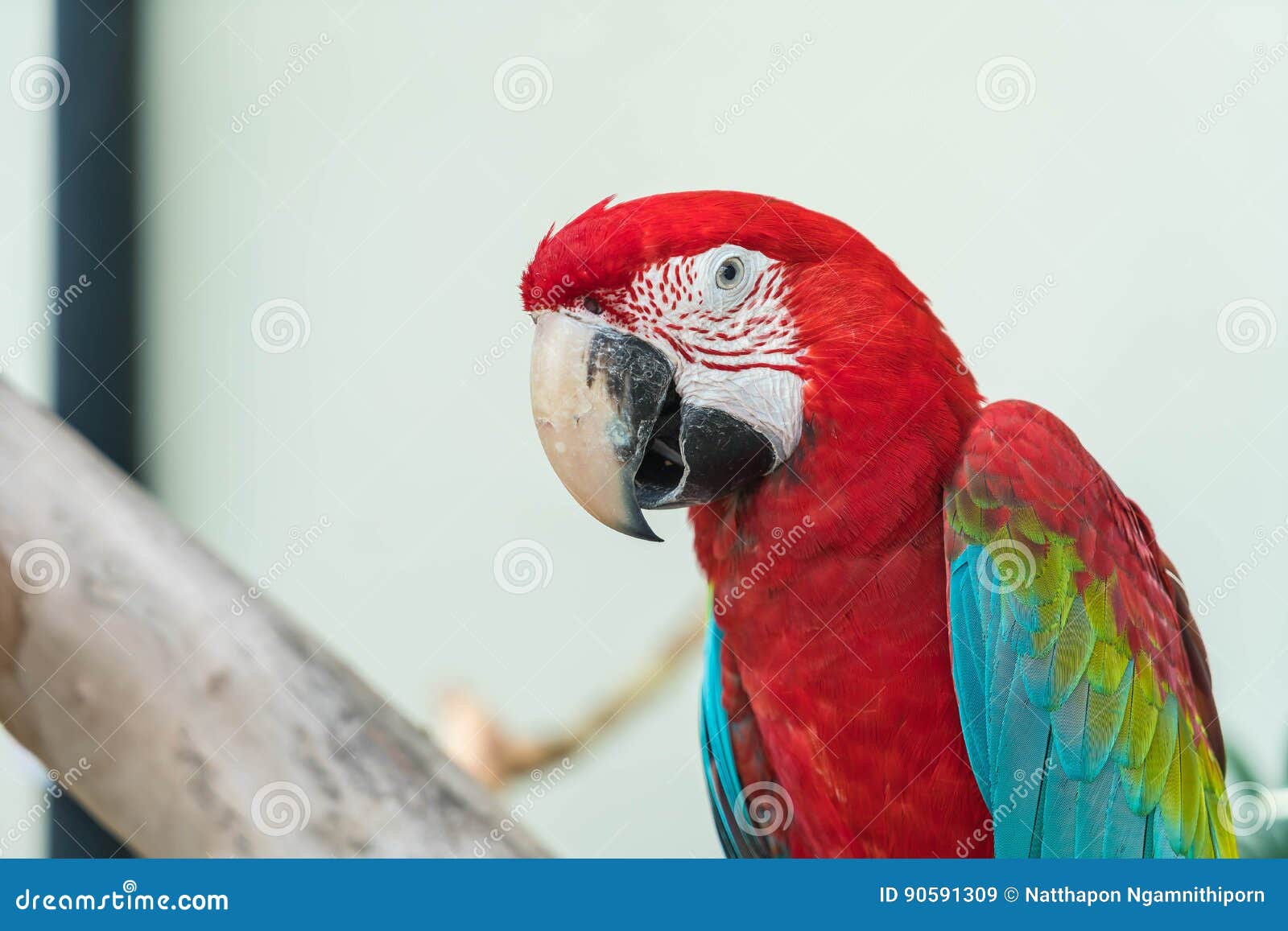 Macau parrot stock image. Image of wildlife, animal, mexico - 90591309