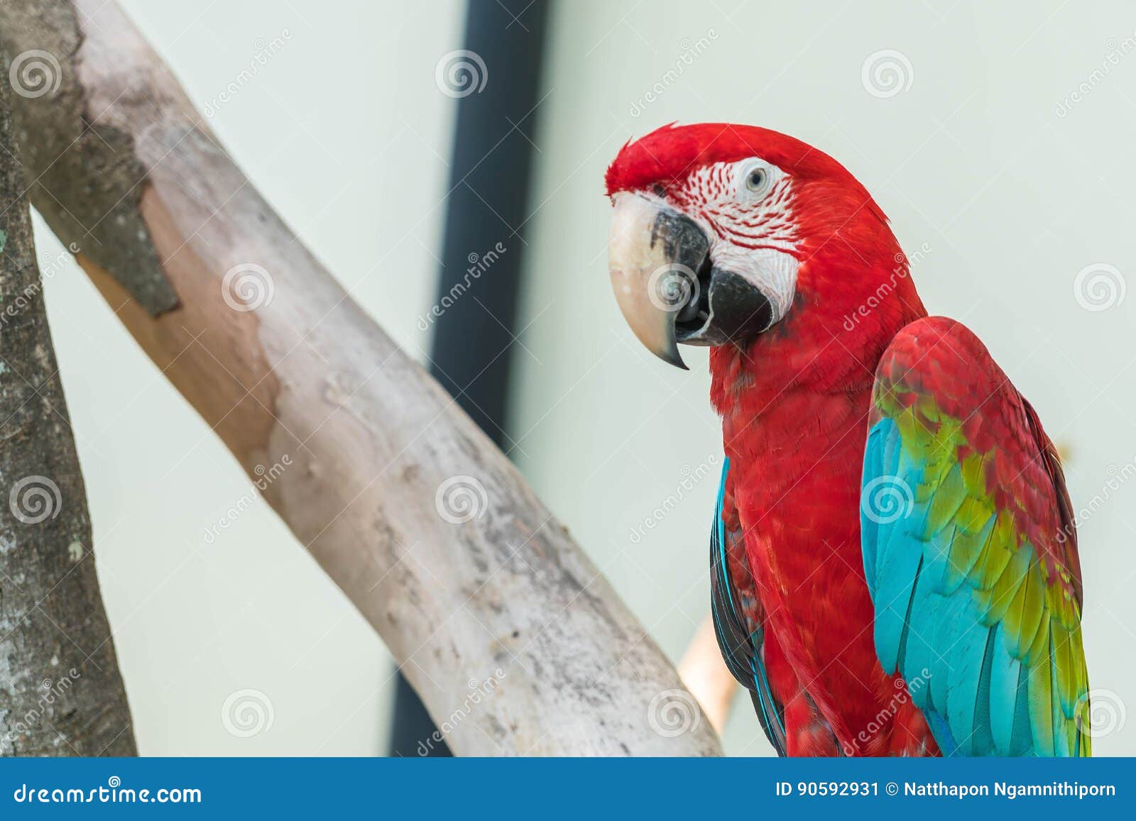Macau parrot stock image. Image of cute, portrait, bird - 90592931