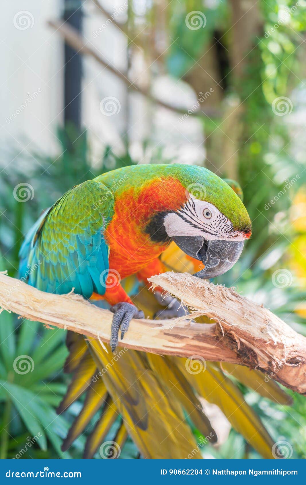 Macau parrot stock photo. Image of parrot, macau, bird - 90662204