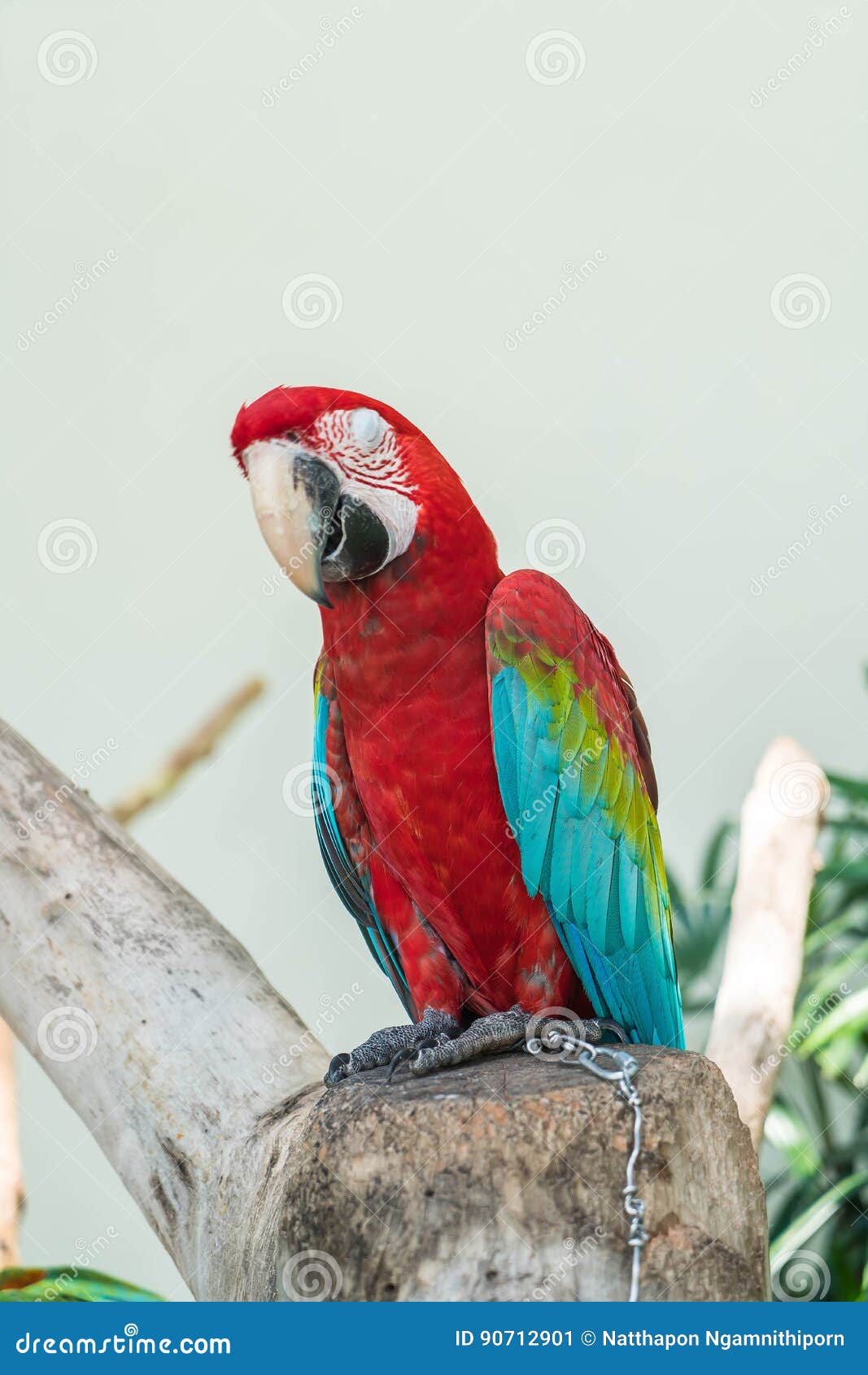 Macau parrot stock image. Image of color, vivid, bird - 90712901