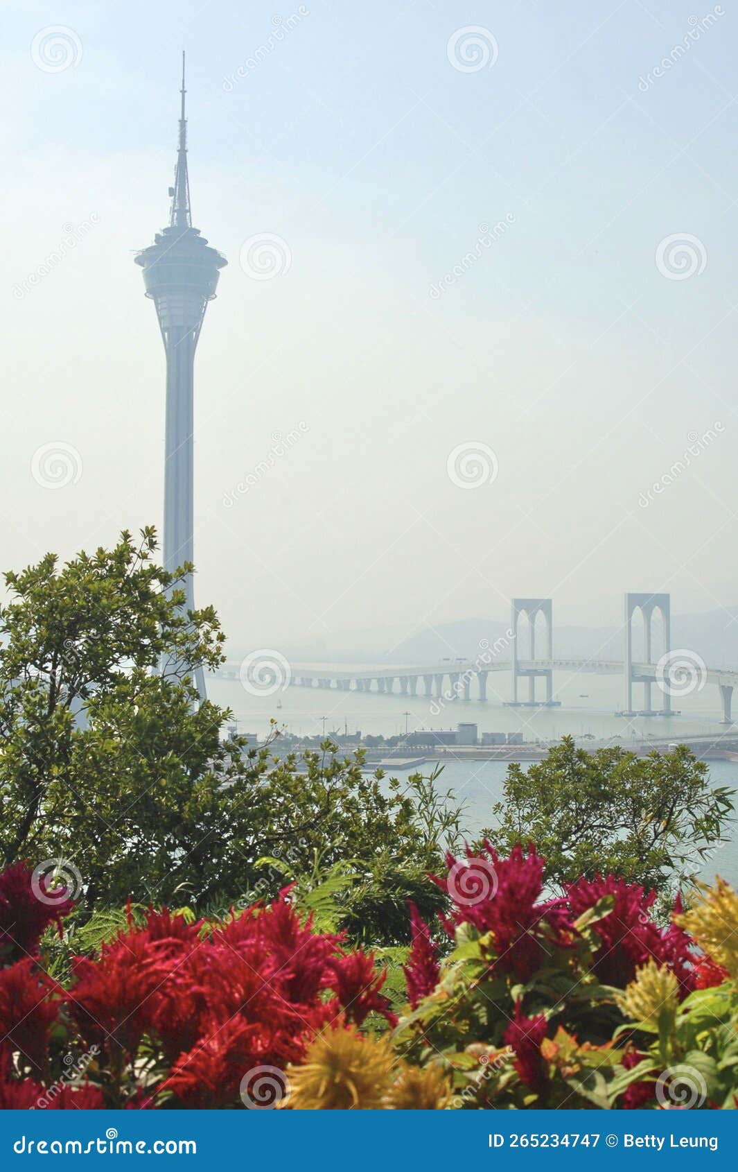 Beautiful Flowers Blooming with Macau Tower and Sai Van Bridge in the ...