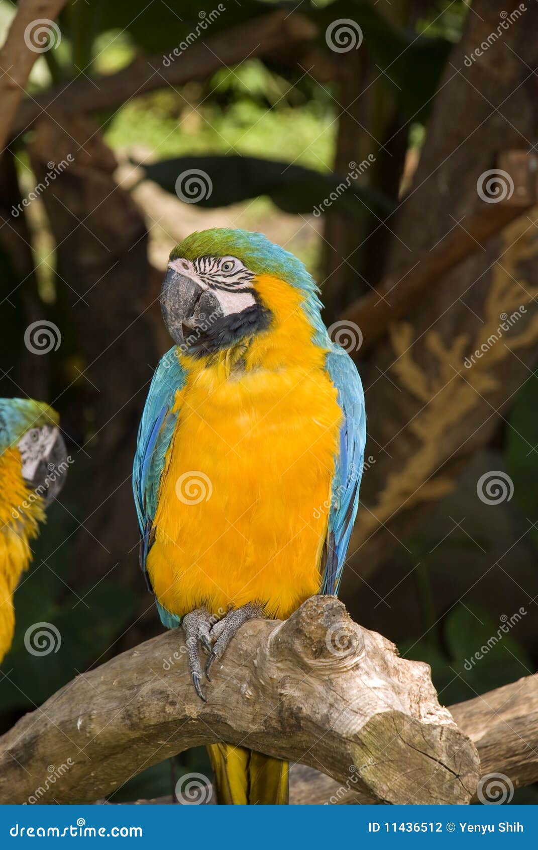 Macaw stock photo. Image of bright, macaw, rest, colorful - 11436512