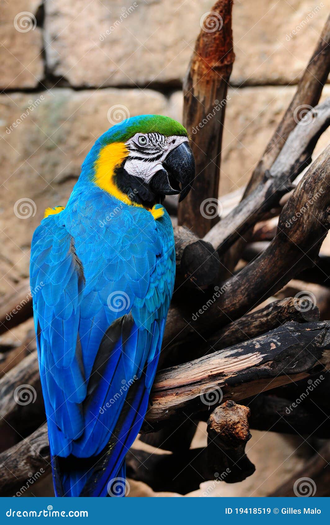 Macaw stock image. Image of south, florida, bird, birds - 19418519