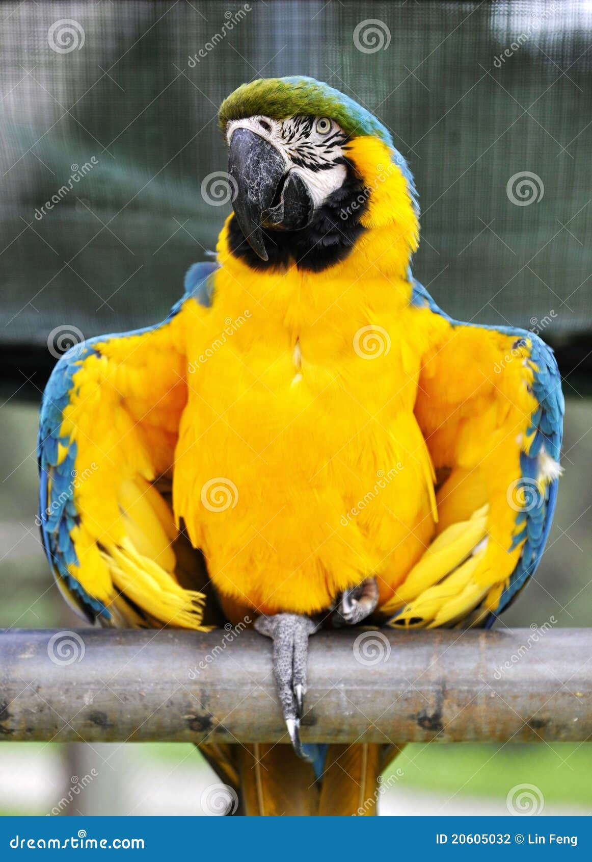 Macaw stock photo. Image of macaw, gentle, bright, colored - 20605032