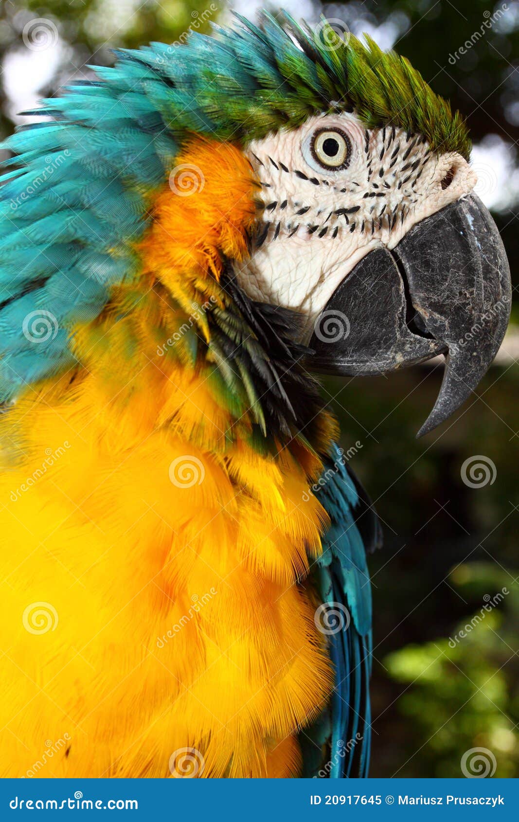 Macaw stock image. Image of fauna, blue, horizontal, perch - 20917645