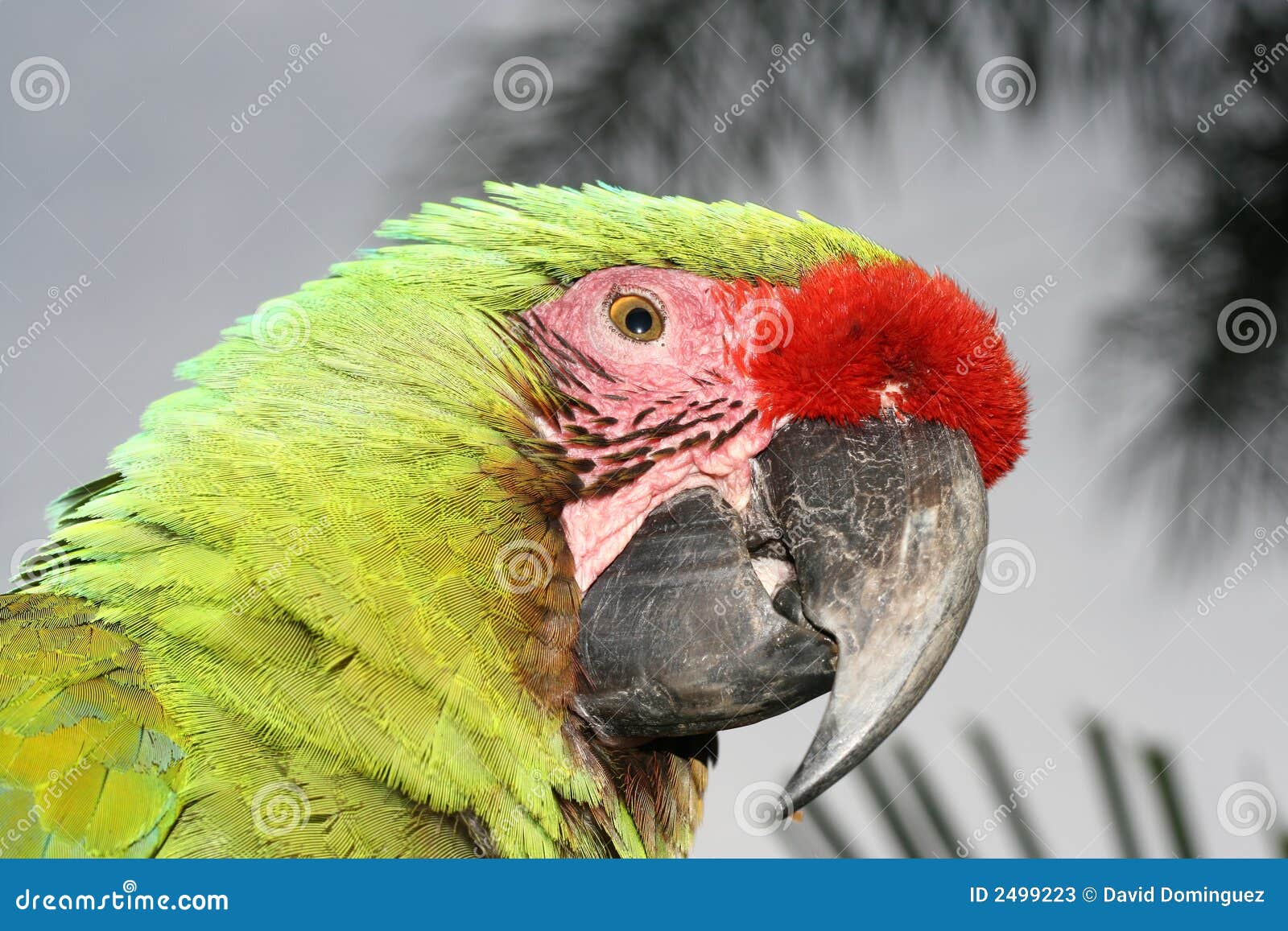 Macaw stock image. Image of colourful, safari, magnificent - 2499223