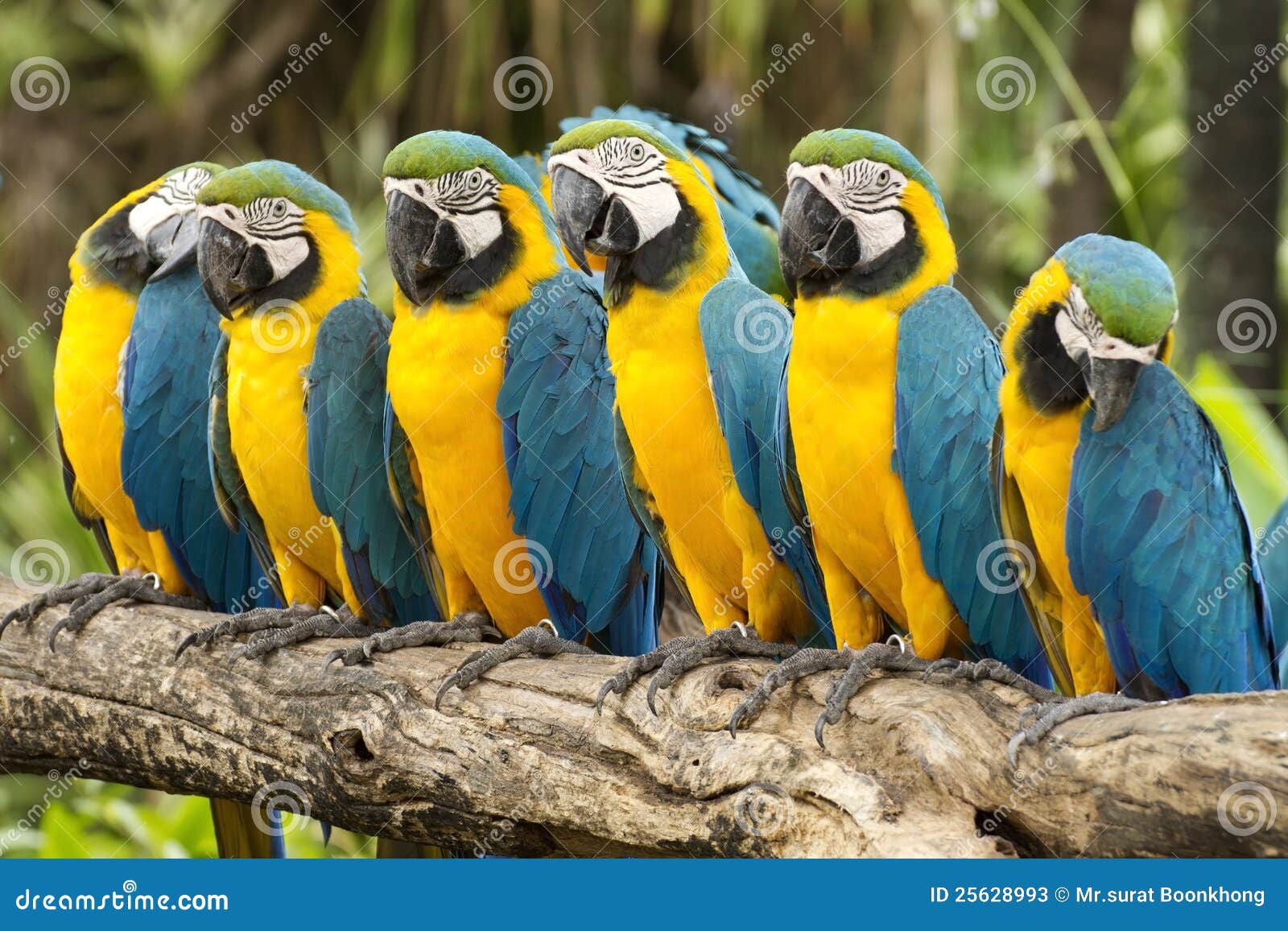 Macaw stock image. Image of talking, bird, america, macaw - 25628993