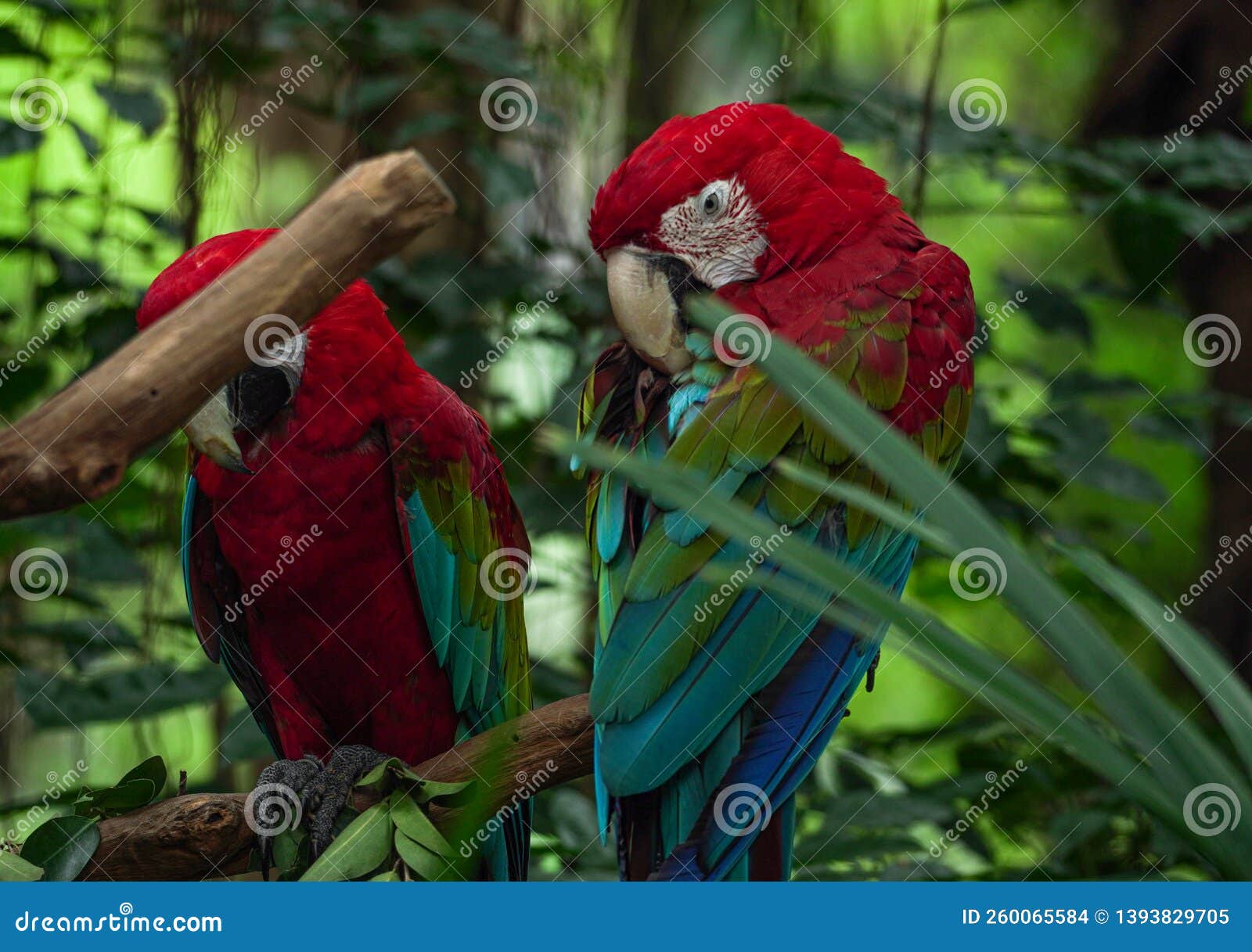Two macaws stock photo. Image of animal, wildlife, green - 260065584
