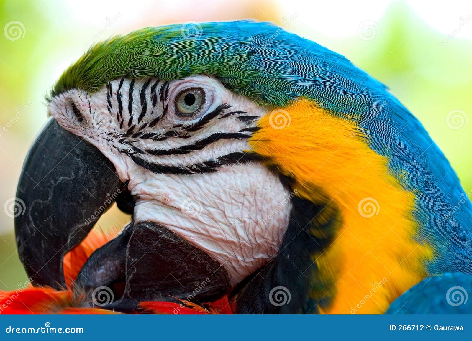 Macaw stock photo. Image of looking, bird, eyes, macaw - 266712