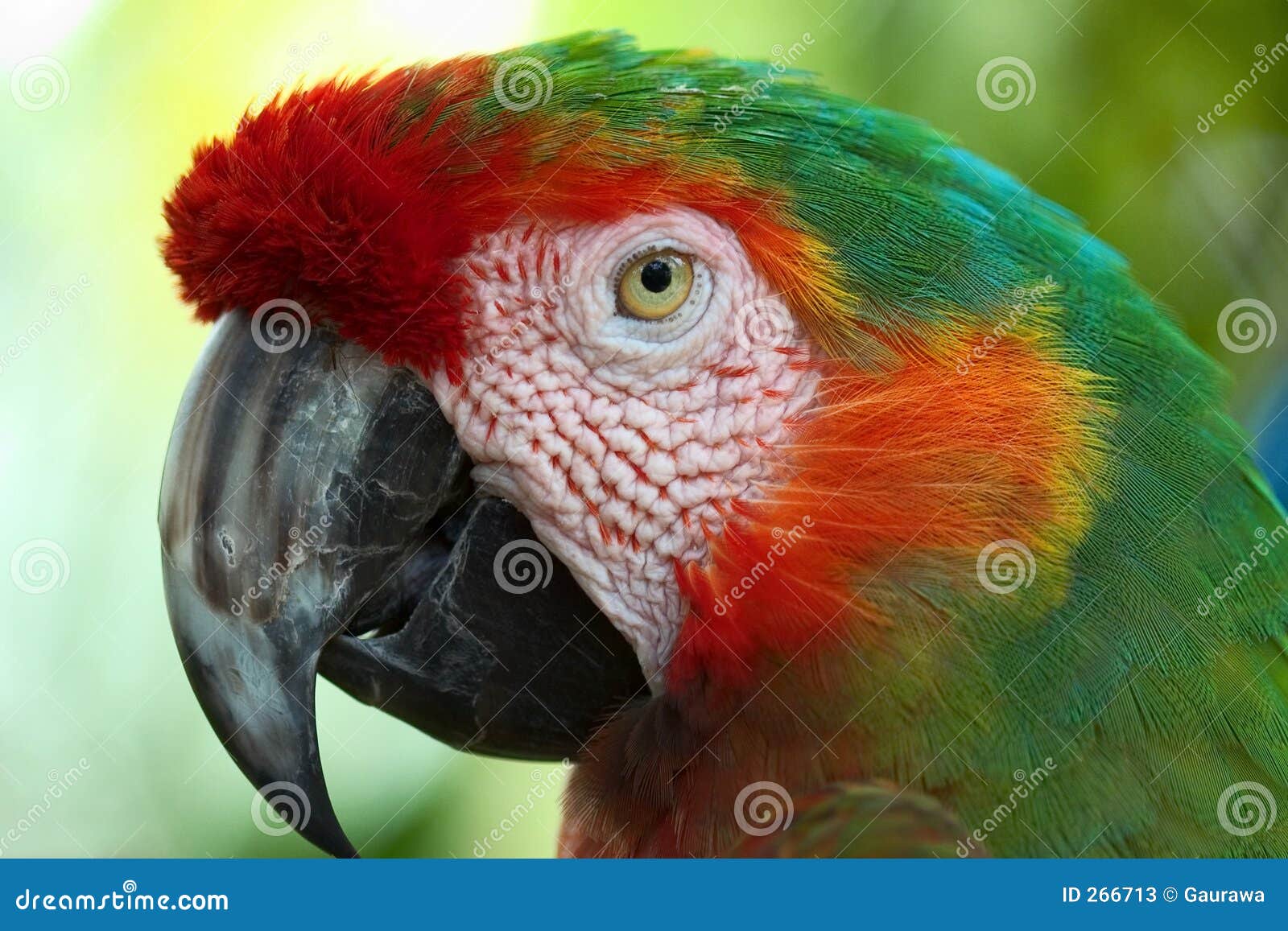 Macaw stock image. Image of green, macaw, eyes, colors - 266713