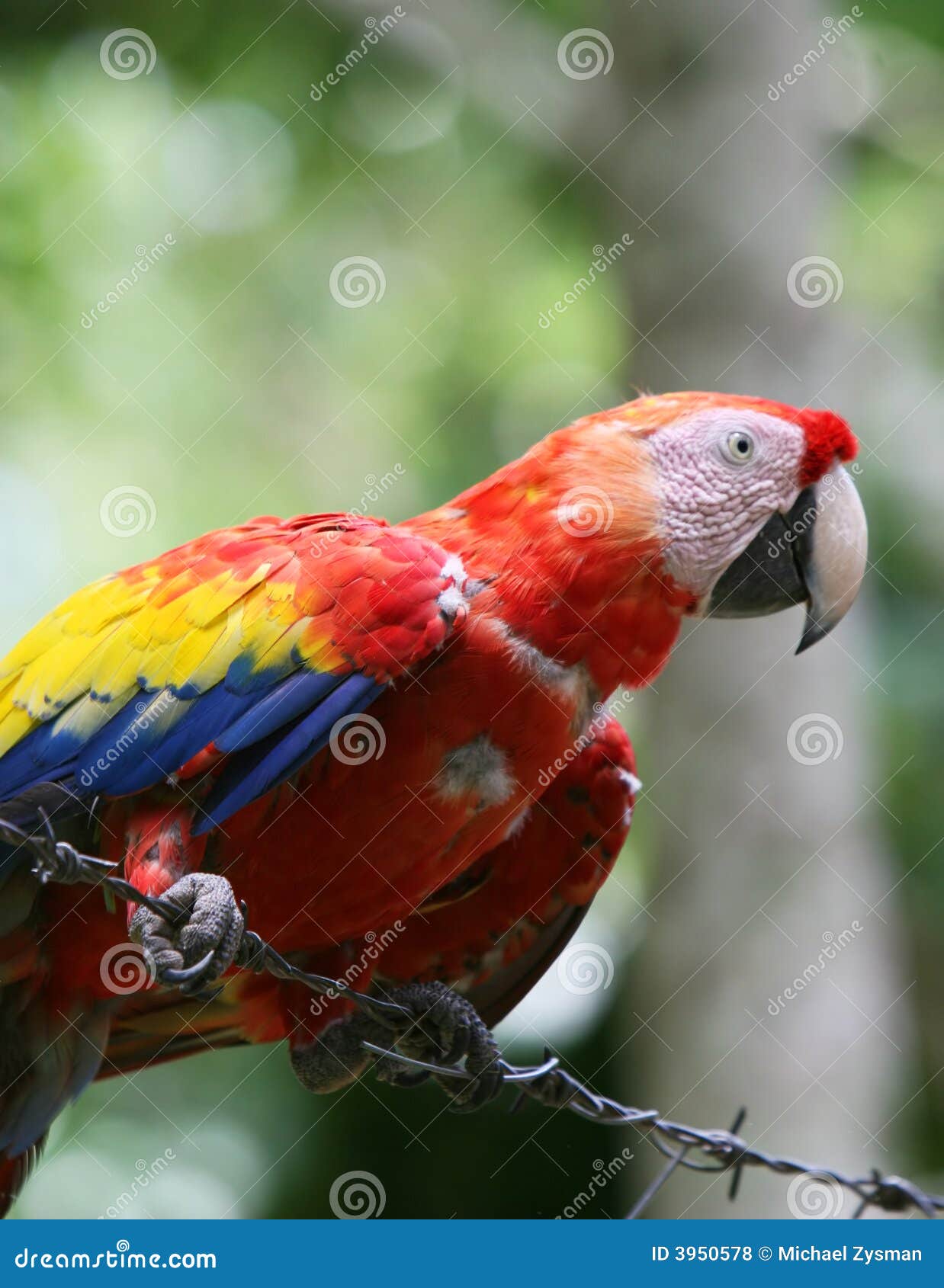 Macaw stock photo. Image of forest, conservation, bird - 3950578