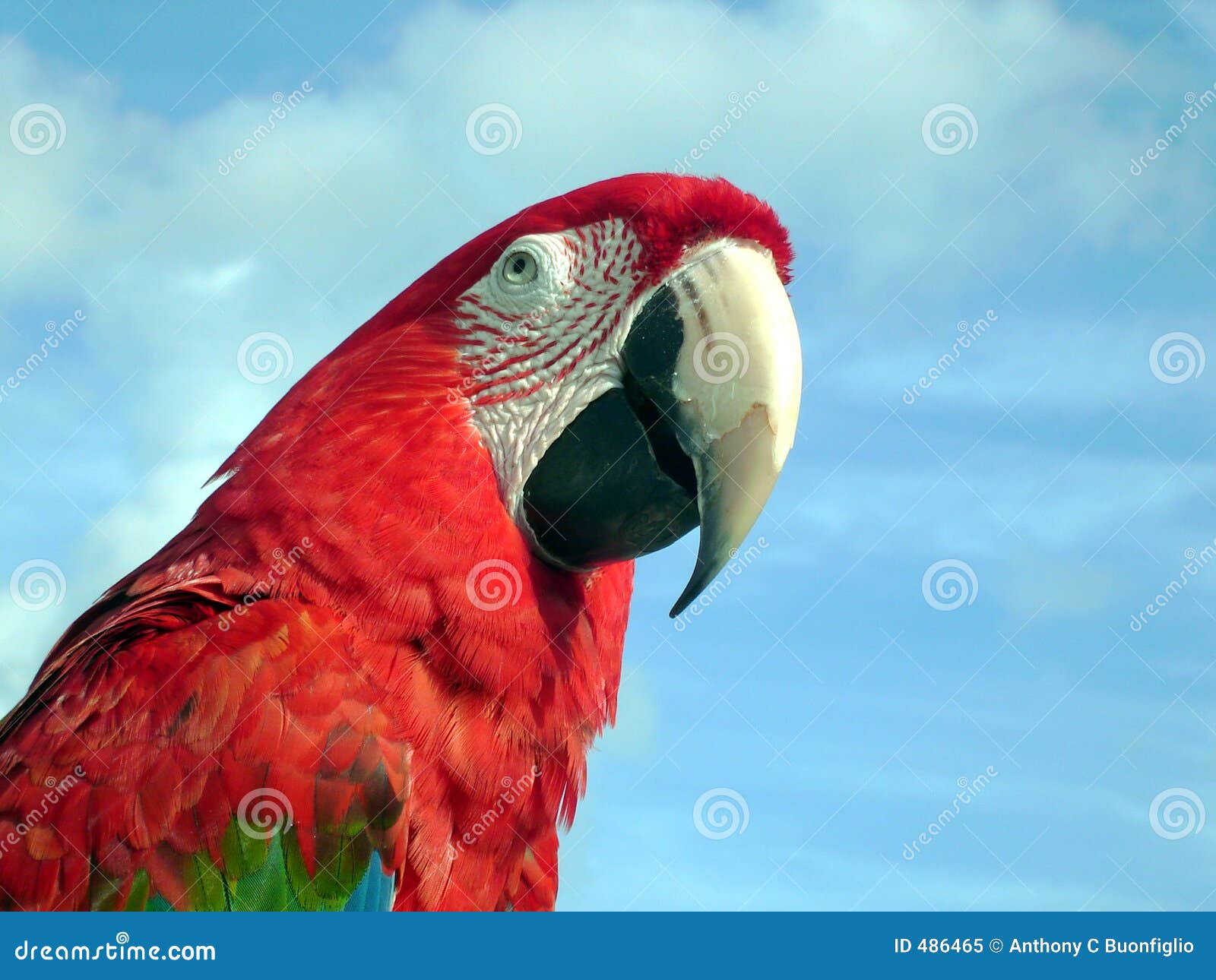 Zygodactyl Feet Stock Photos - Free & Royalty-Free Stock Photos from ...