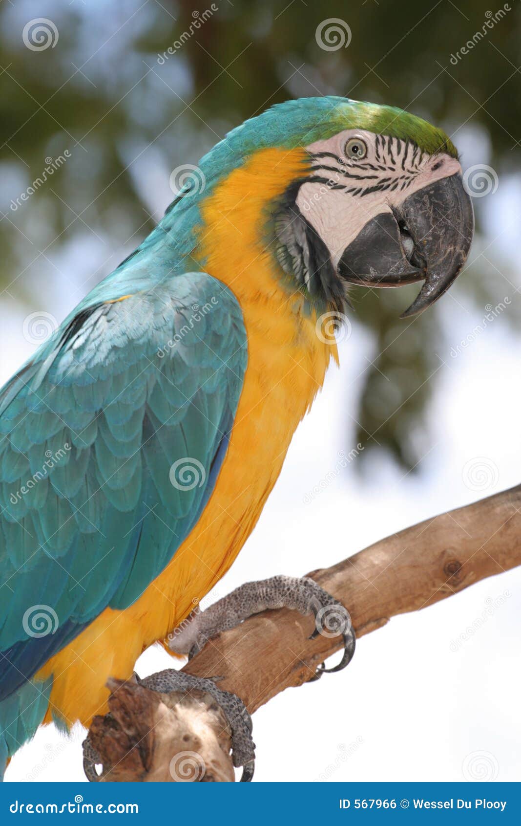 Macaw stock photo. Image of blue, park, domesticated, domestic - 567966