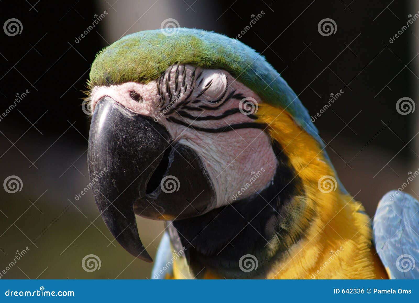 Macaw Picture. Image: 642336