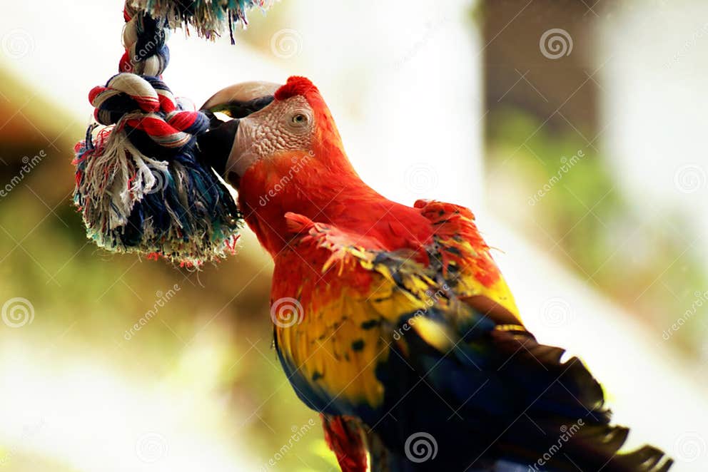 Macaw stock photo. Image of animal, macaw, rope, colour - 83310
