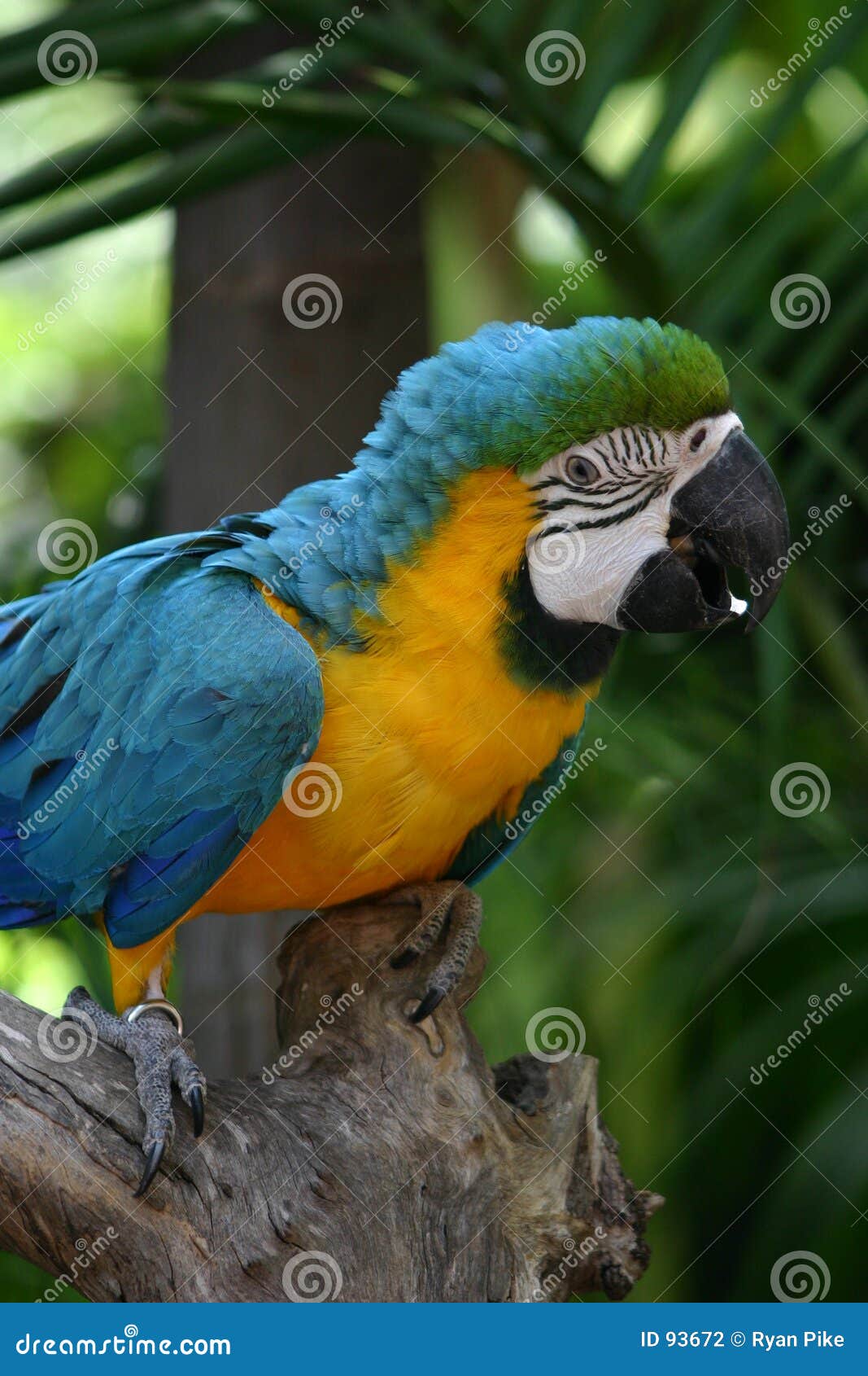 Macaw Picture. Image: 93672