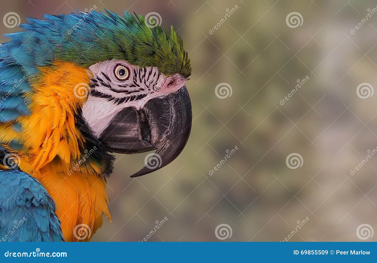 Macaw (Ara Ararauna) is a Species of Parrot the Genus Authentics Stock ...
