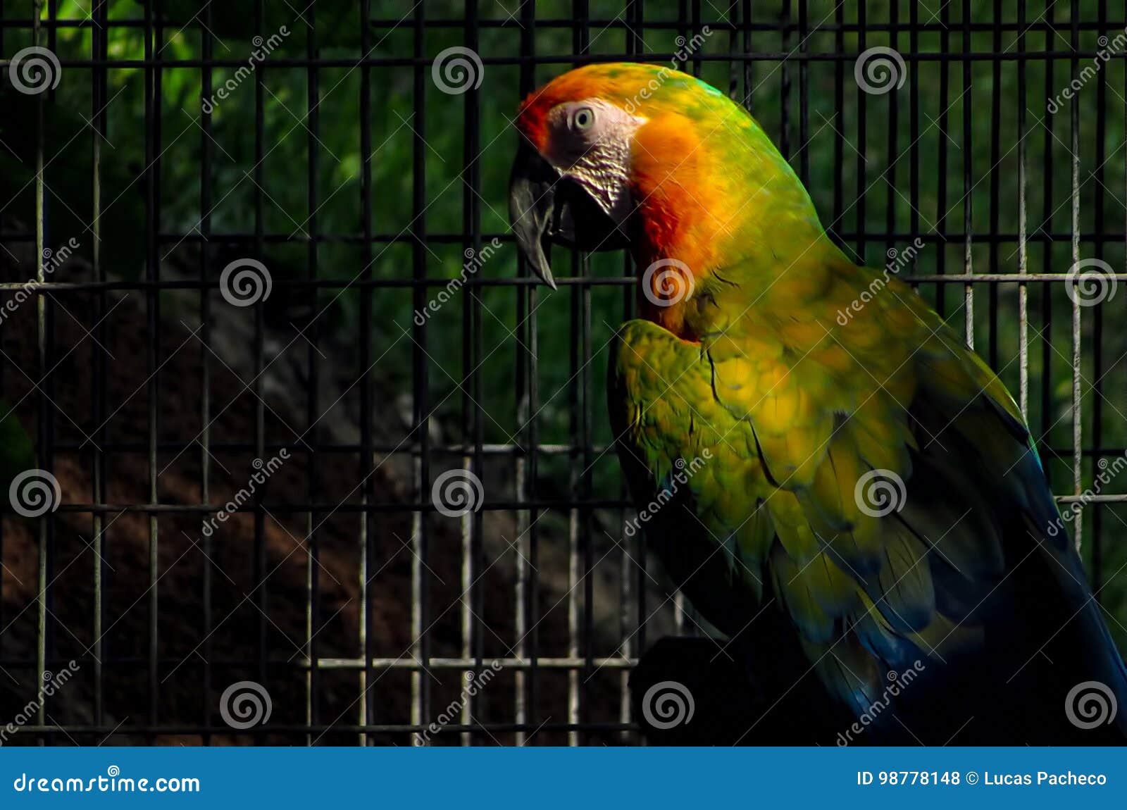 Macaw in Aviary stock photo. Image of vivid, green, scarlet - 98778148