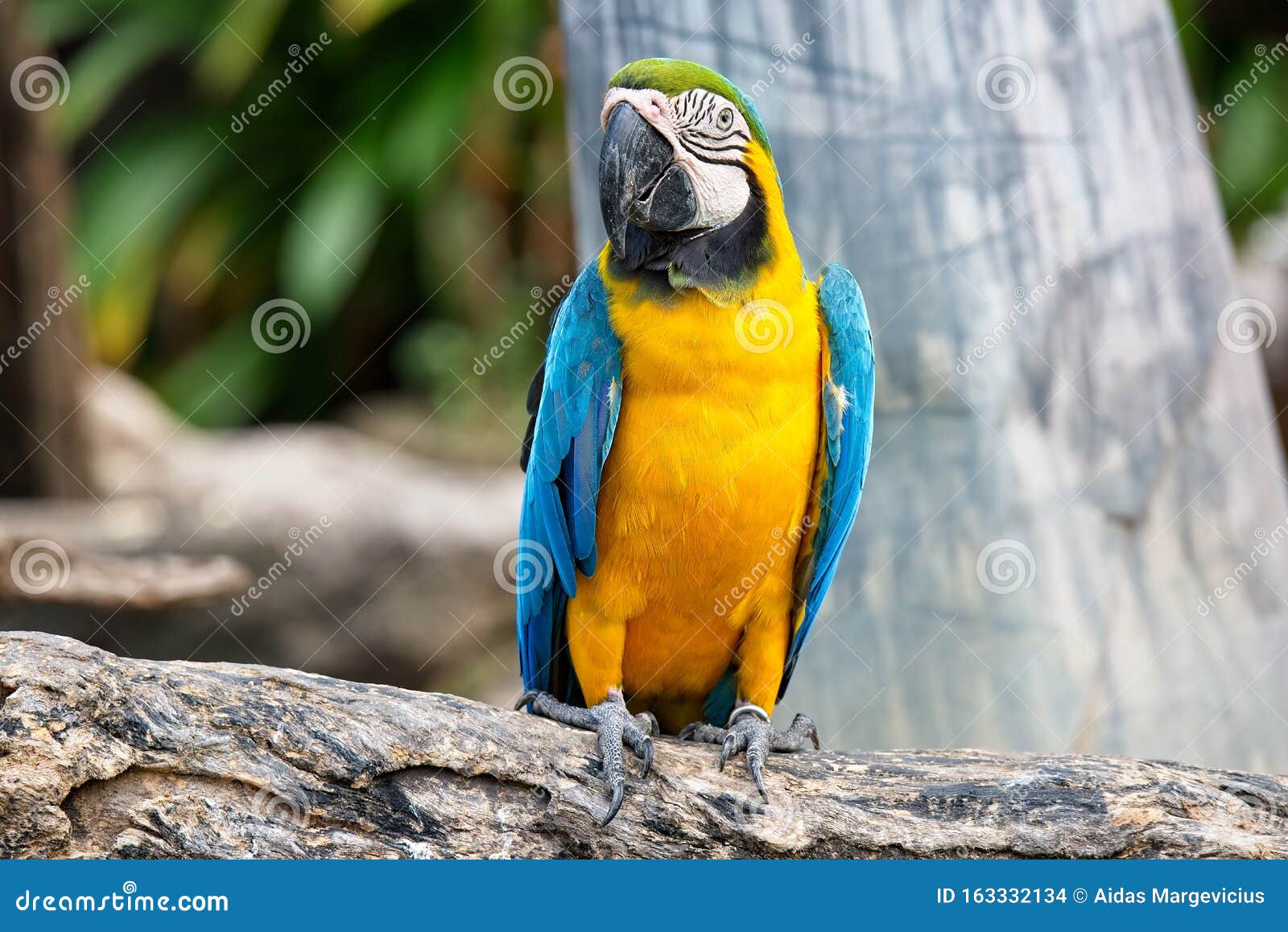 Macaw aviary stock photo. Image of beautiful, birds - 163332134